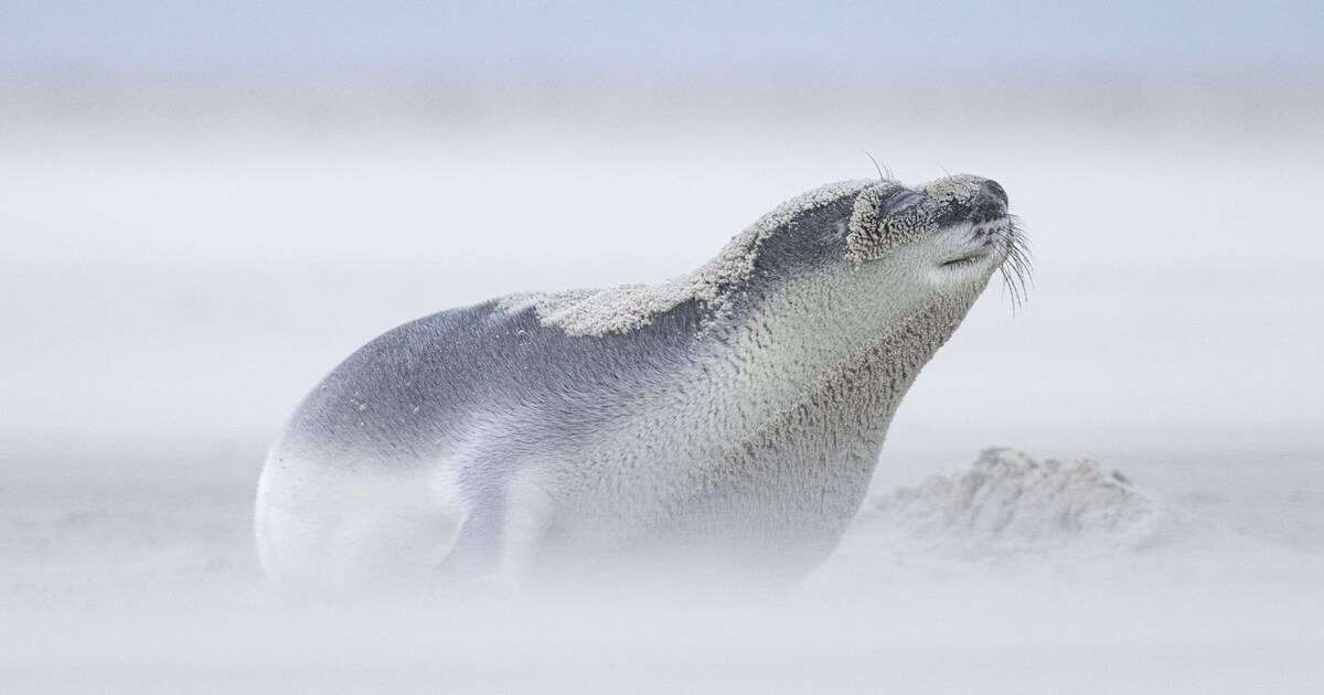 Deze zeehond hoort in de ijszeeën, maar baarde een pup op het strand ...