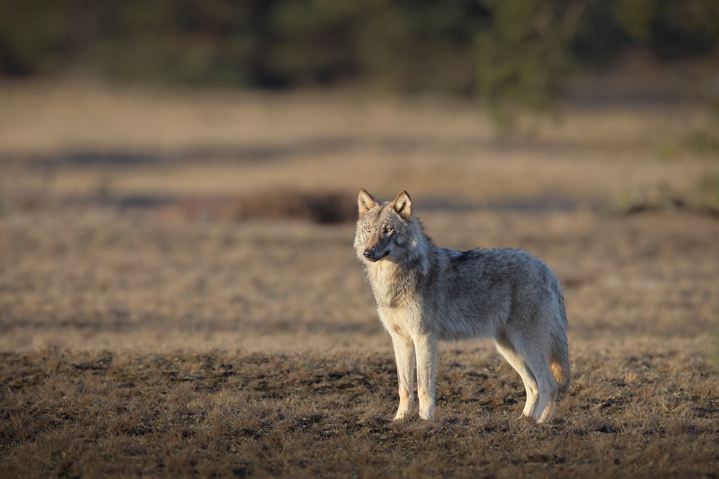 Voor het eerst zoekt een Nederlandse wolf territorium in Duitsland | Trouw