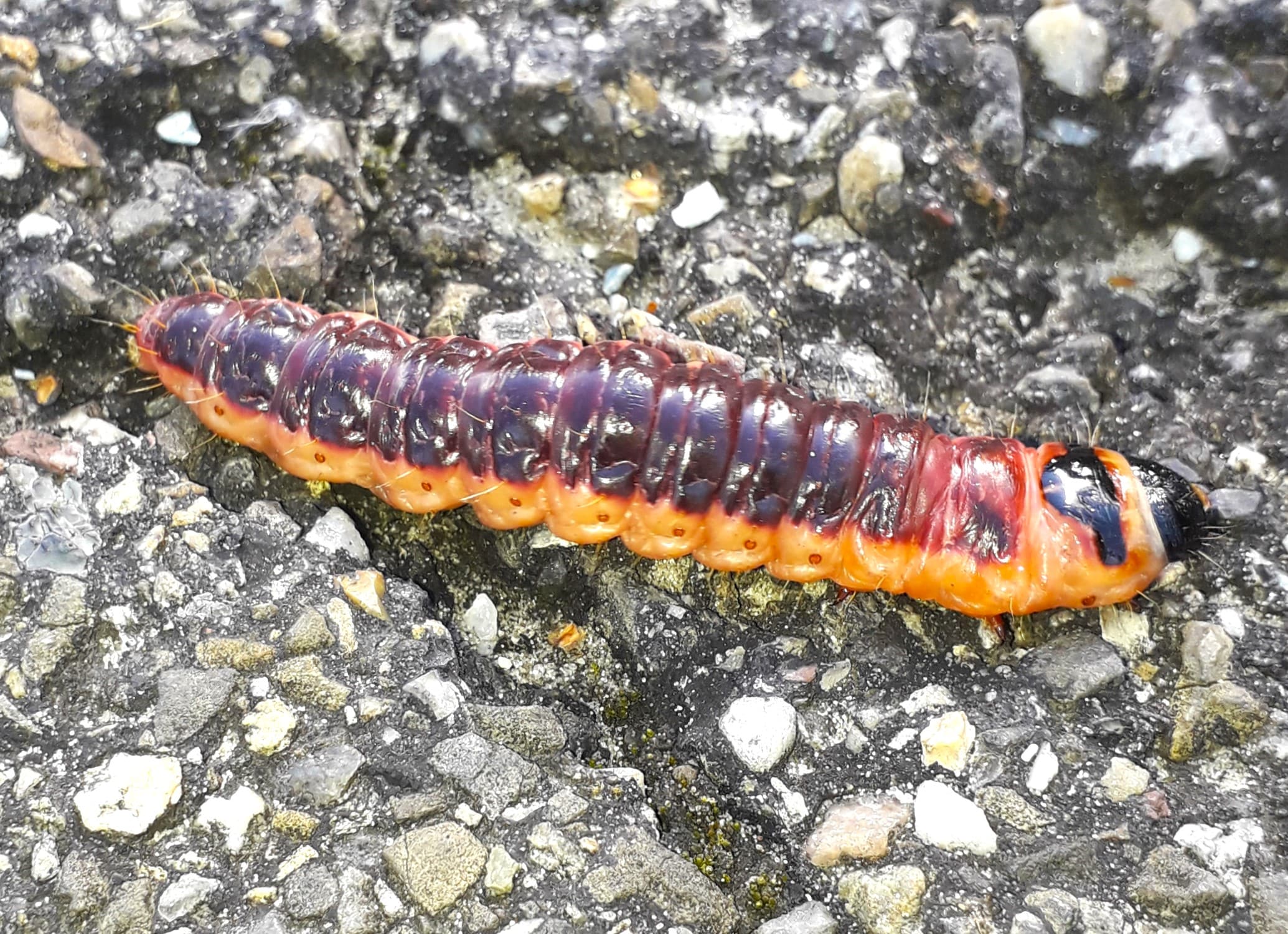 De grootste rups van Nederland is beslist niet aaibaar | Trouw