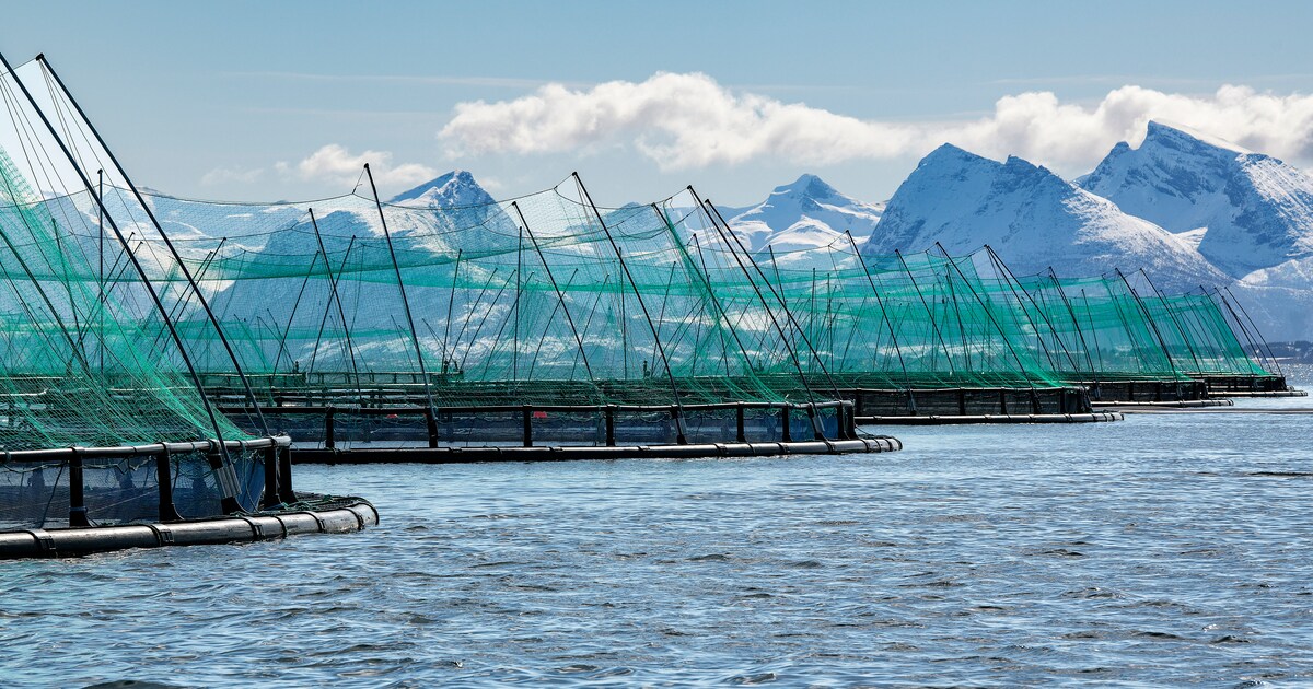 Noors bedrijf zegt de problemen met duurzame kweekzalm te hebben ...