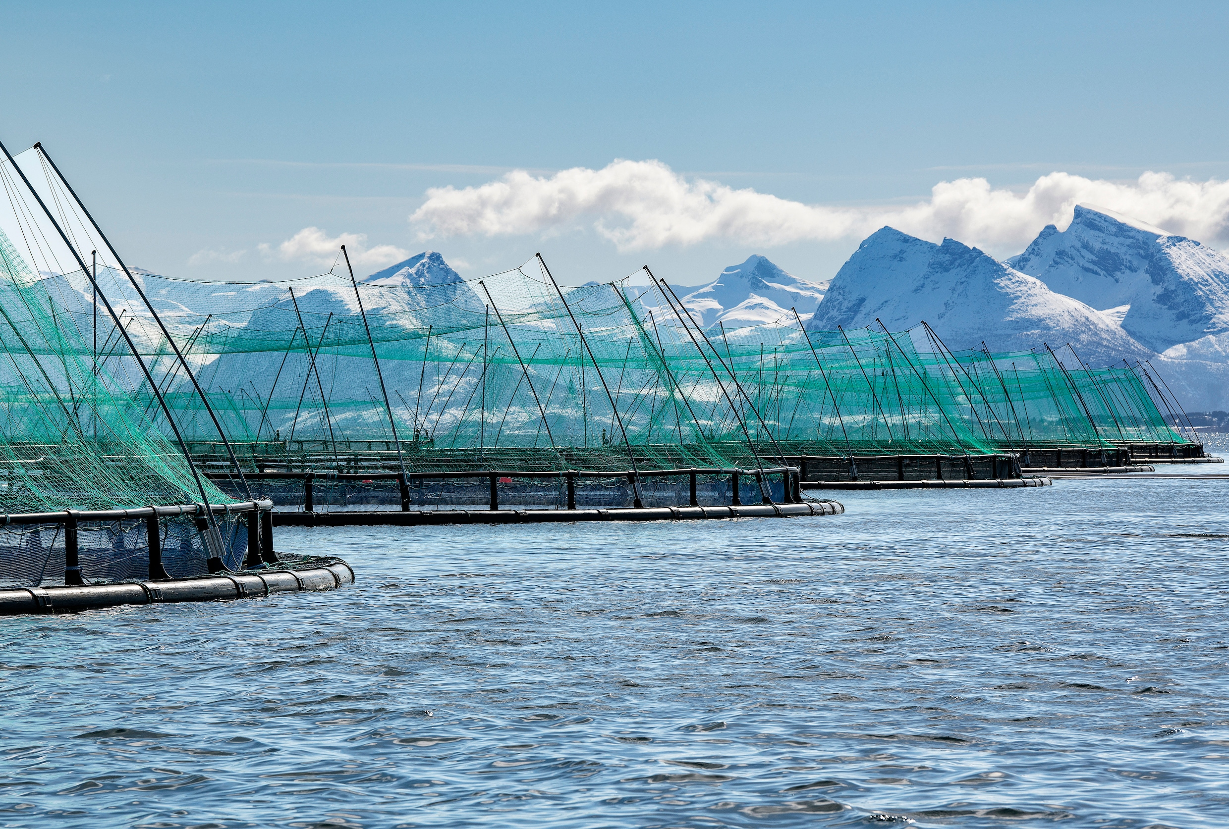 Noors bedrijf zegt de problemen met duurzame kweekzalm te hebben ...