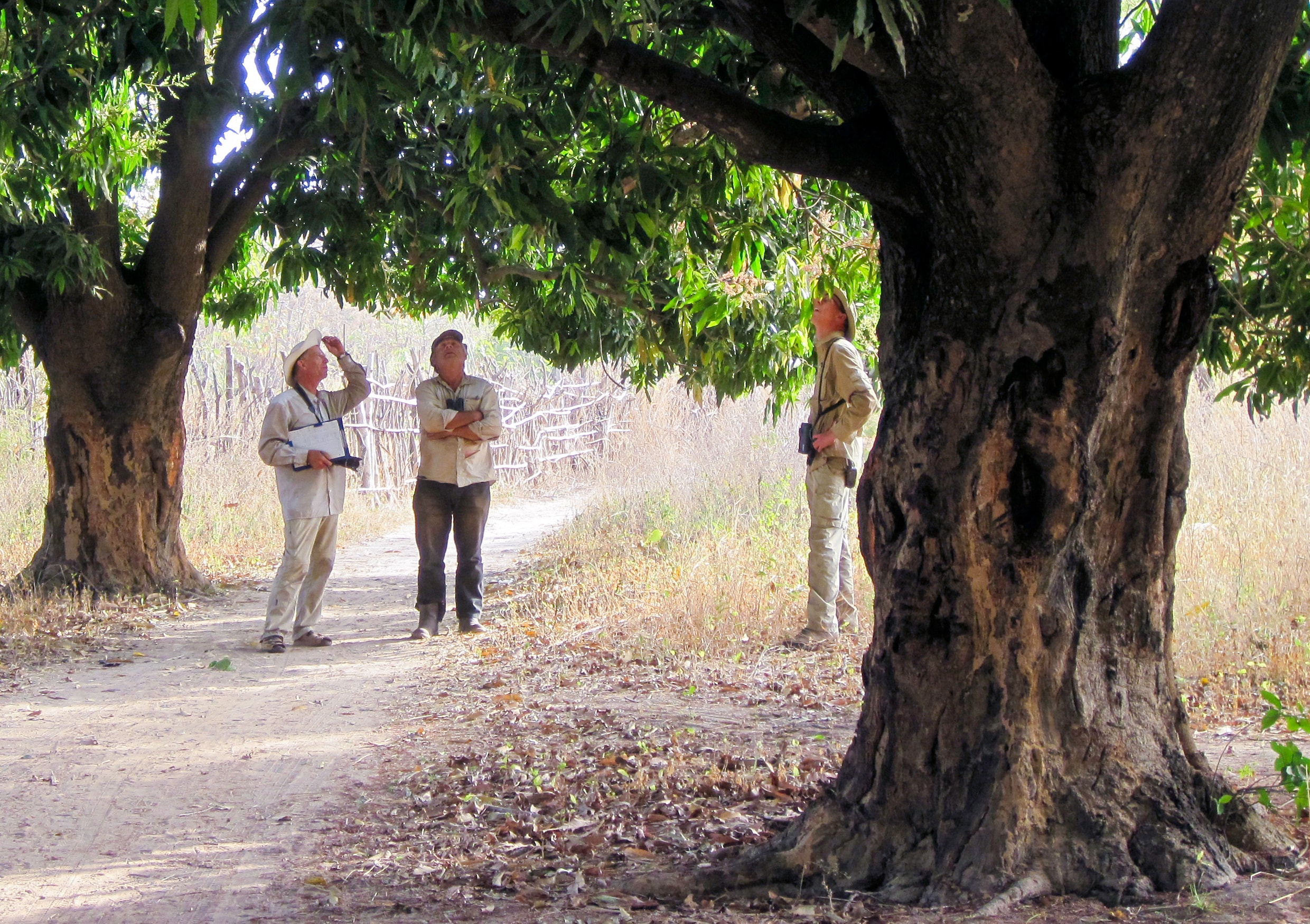 Zes miljard vogels op de Afrikaanse savanne, en twee Nederlanders ...