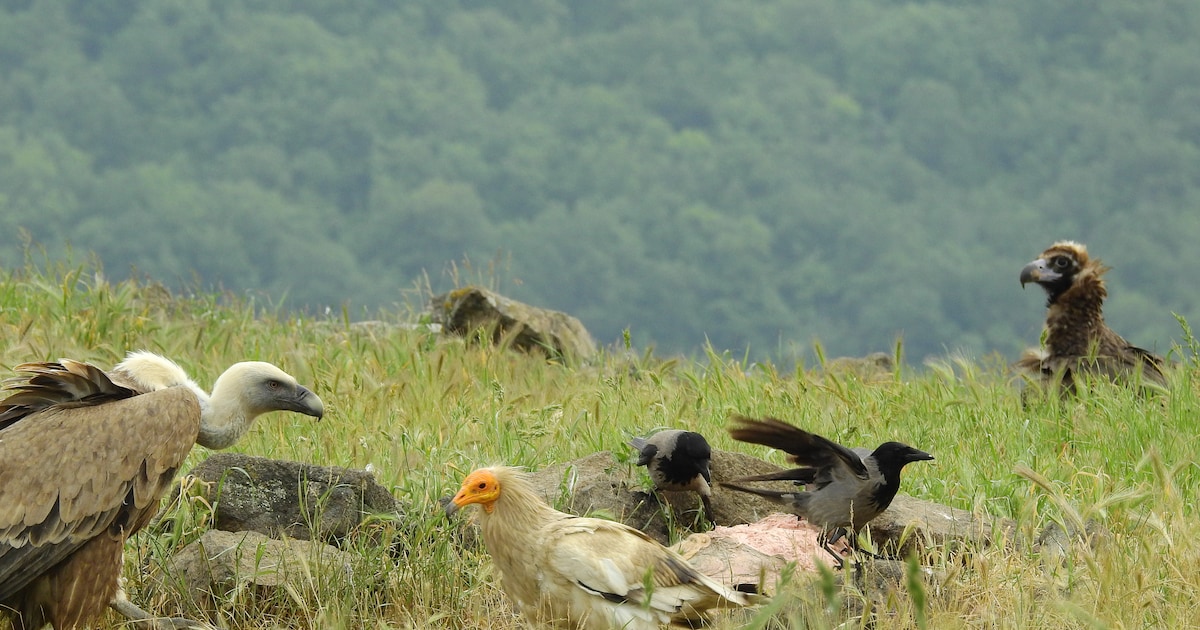 Het gierenrestaurant in de Bulgaarse bergen helpt de vogels én de ...