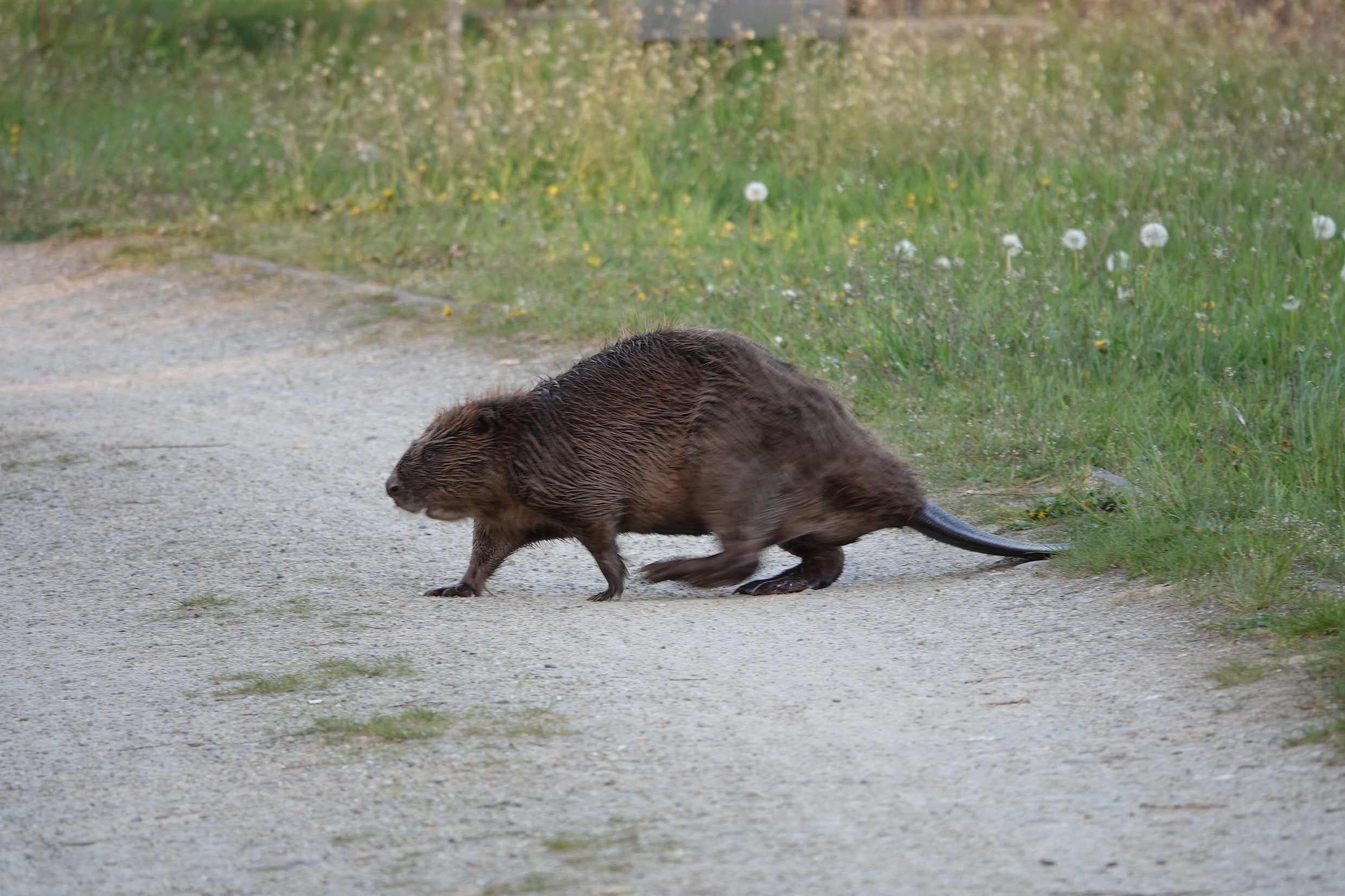 Helaas voor bevers zijn ze succesvol | Trouw