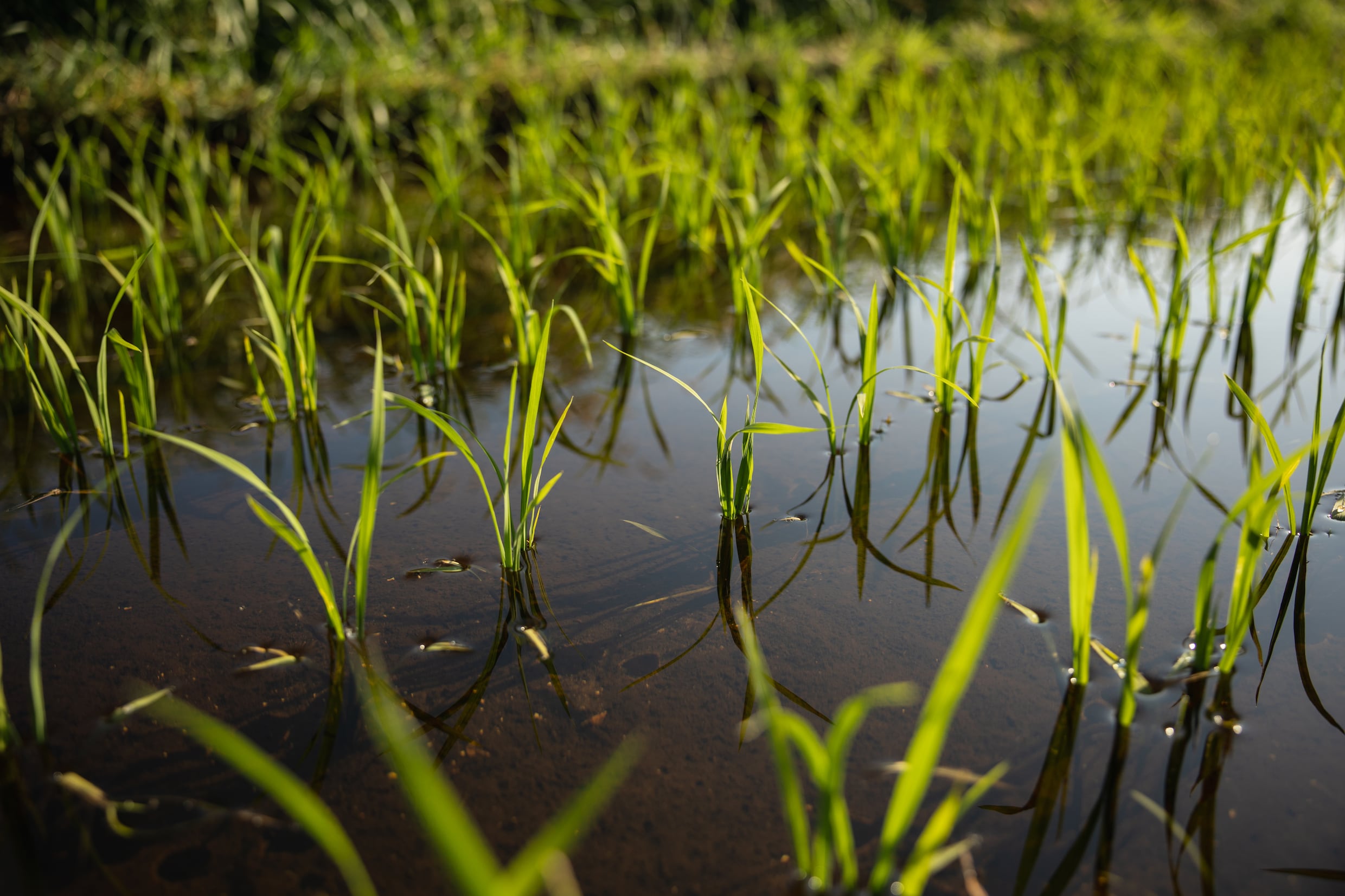Verander veenland in sawa’s, dan heb je minder uitstoot én biologisch ...