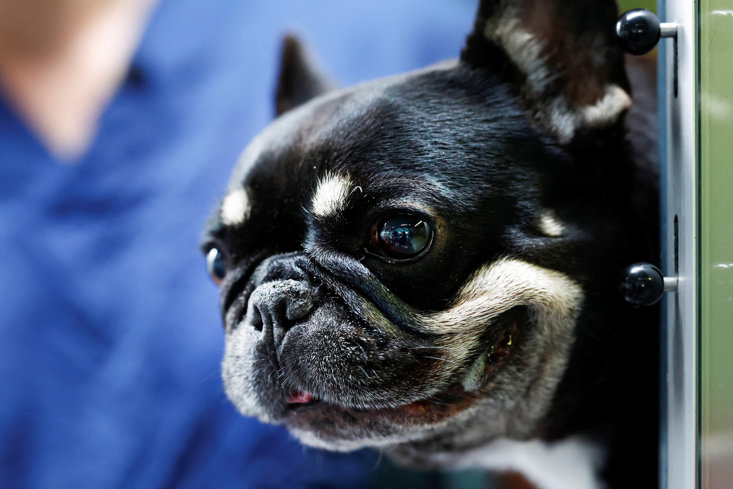 Geen algeheel verbod op honden met een te korte snuit, wel op katten ...