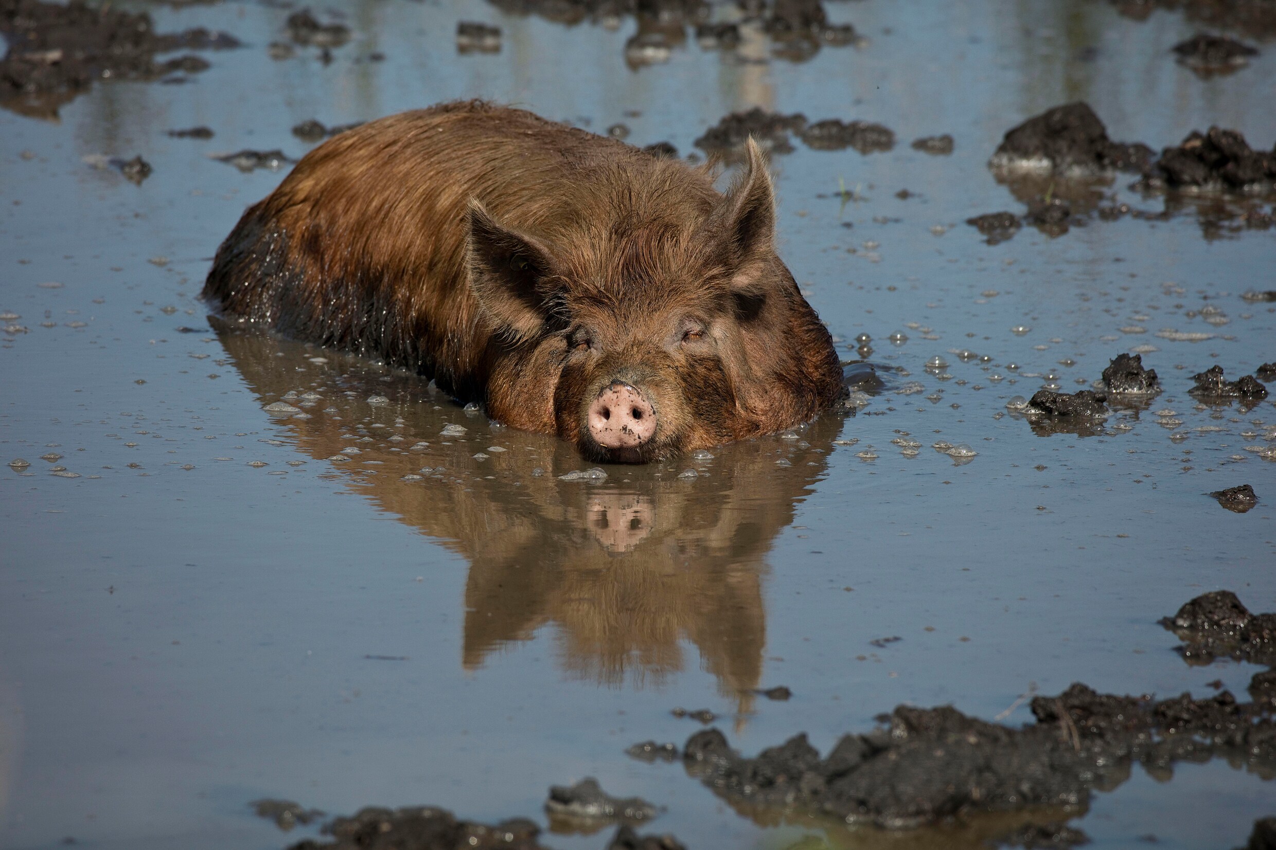 Burgers verbouwen samen met de boer hun eigen eten. ‘Ik leer elke dag ...
