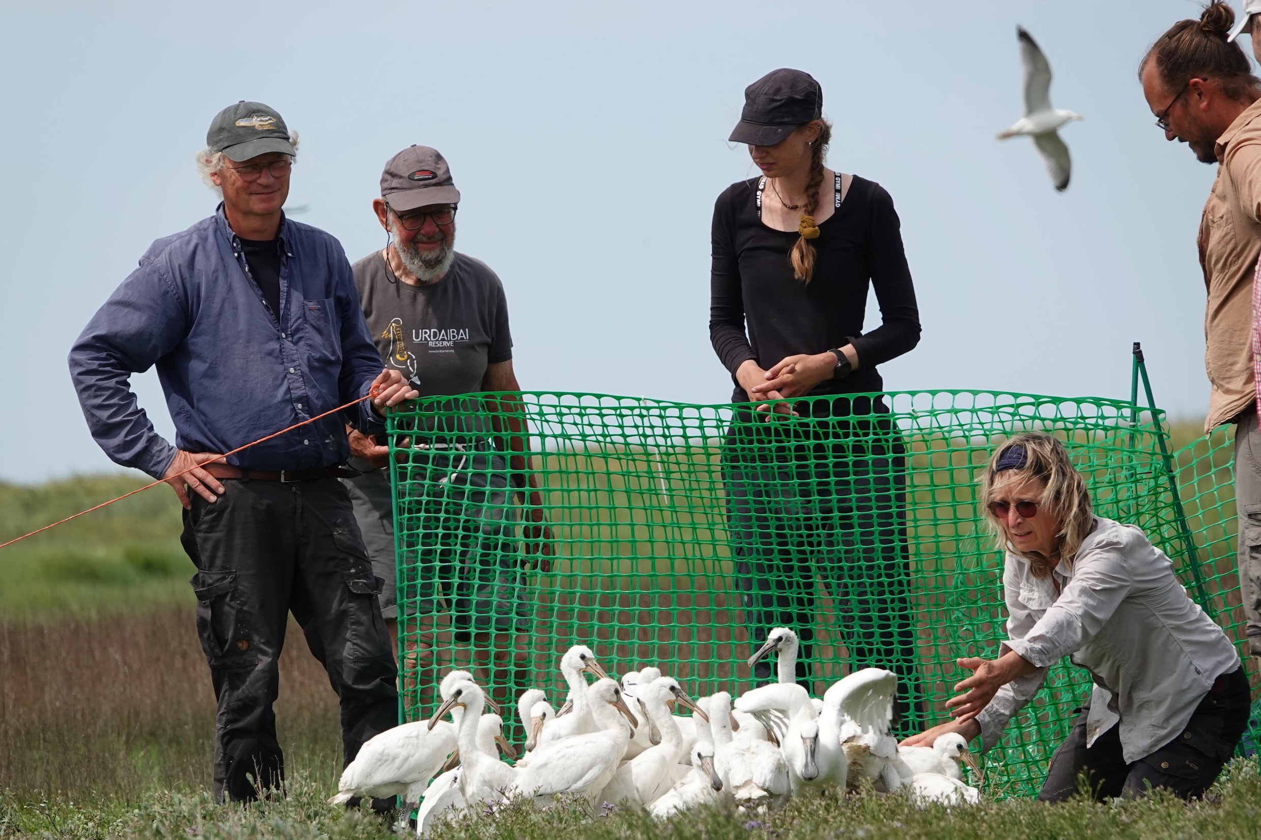 Onderzoekers maken van lepelaars de waakvogels van het Waddengebied | Trouw