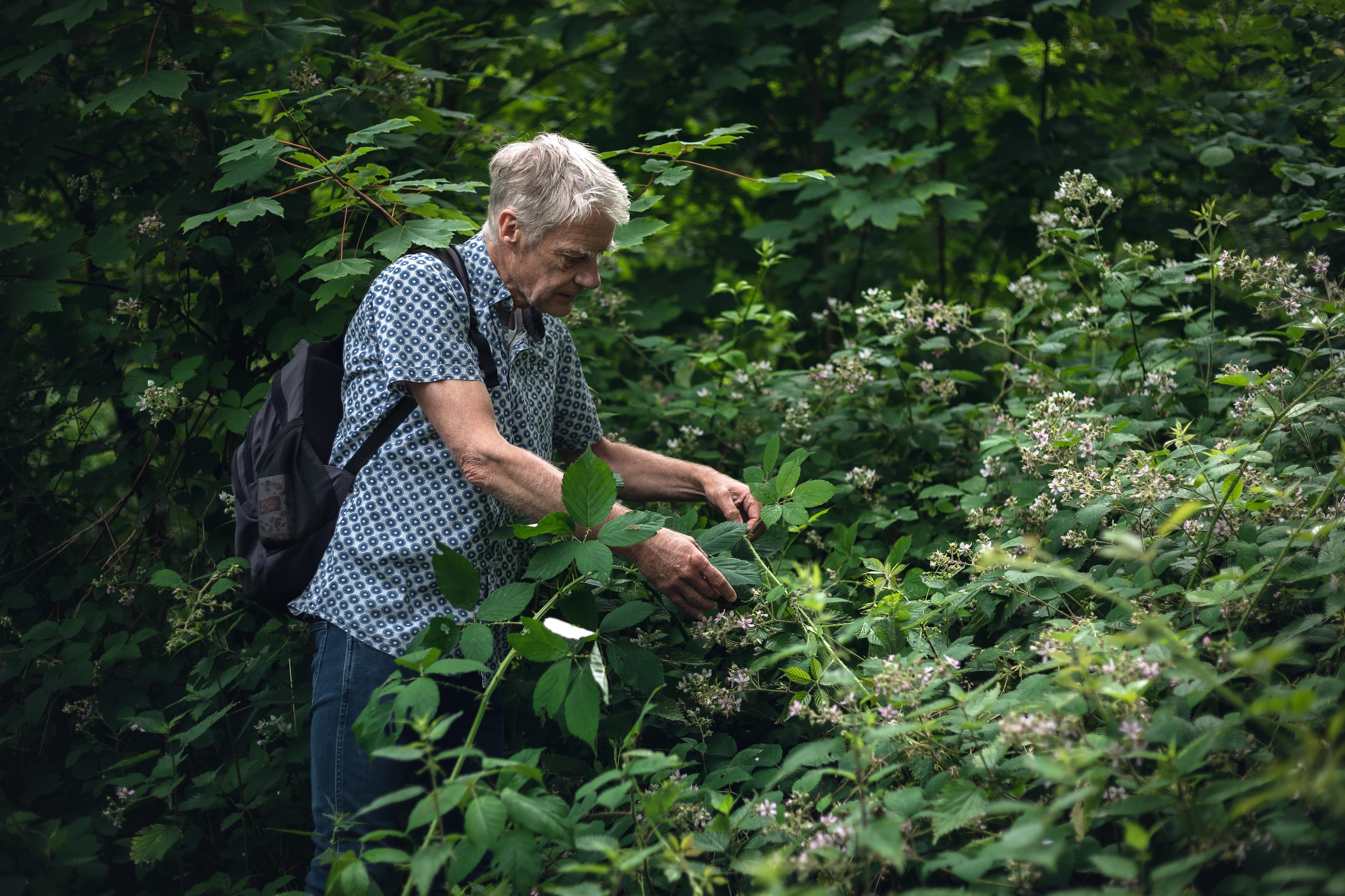 ‘De struik met een slecht stikstofimago is juist een inheemse topper ...