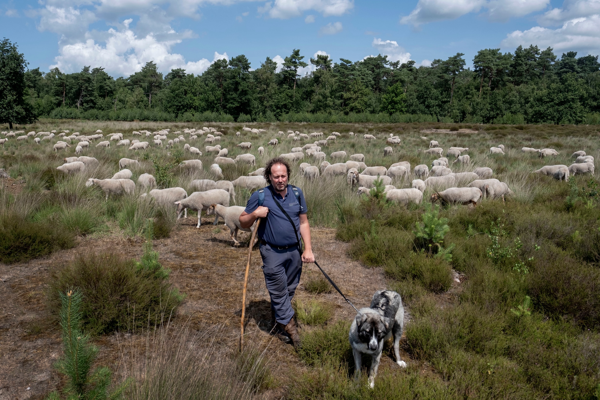 Deze schaapherder heeft een extra stoere hond, speciaal om wolven weg ...