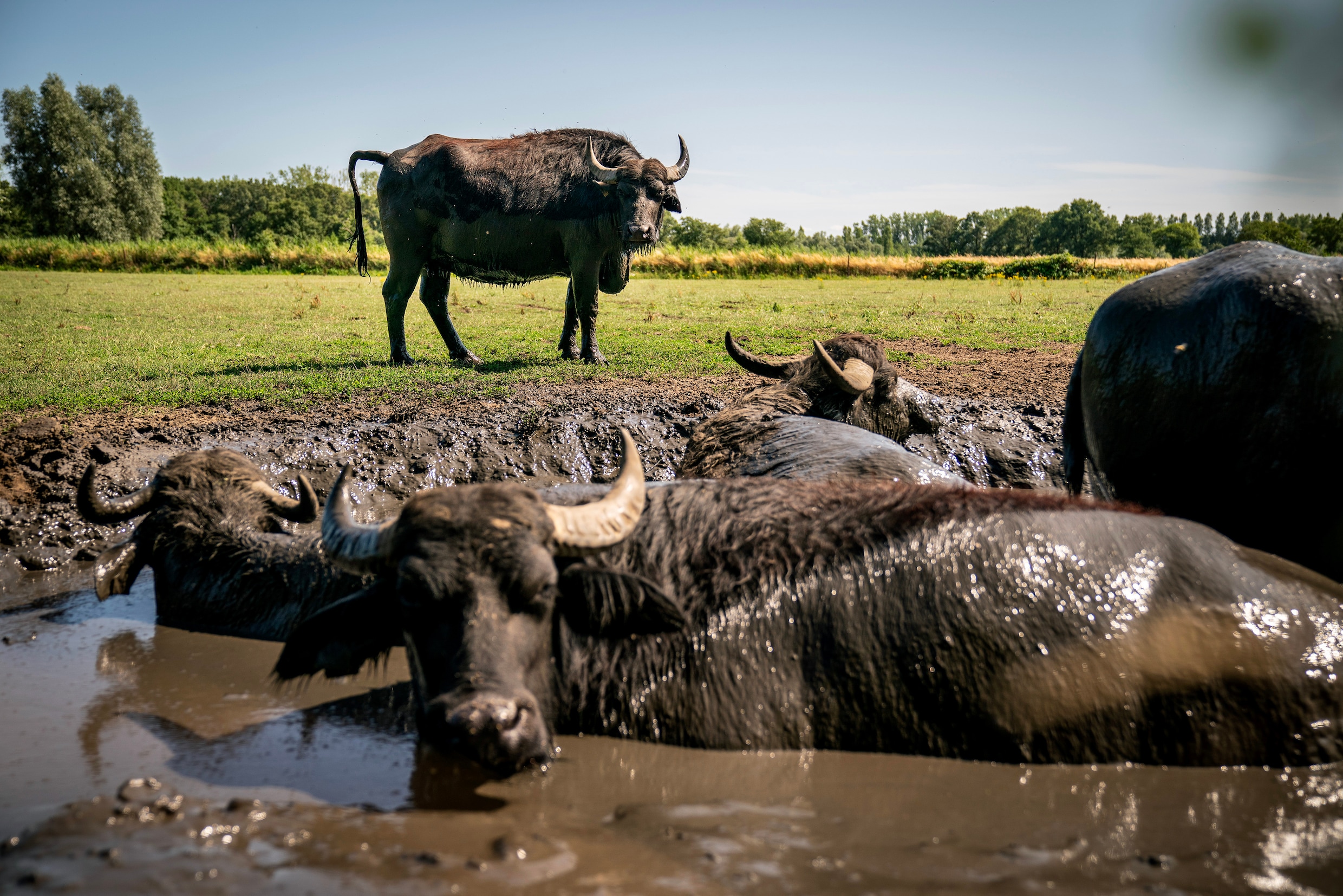 Geen melk omdat de dekstier niet wil dekken? Bij buffelboer Arjan ...