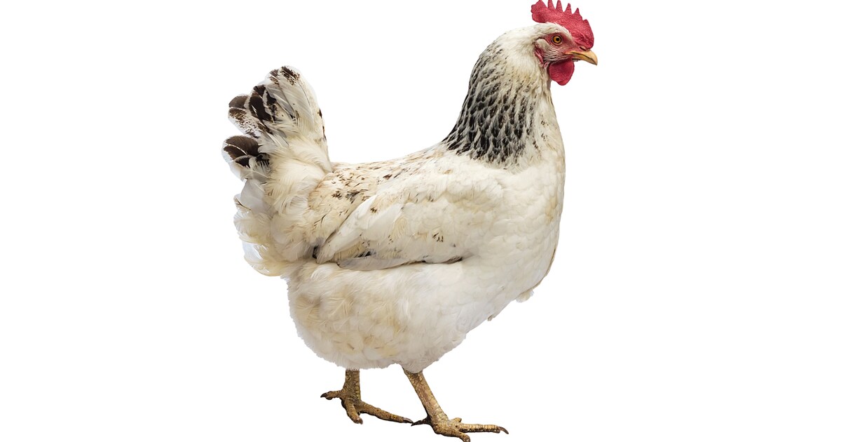 Porselein van botjes en croutons van kippenhuid. Het gebruik van de ...