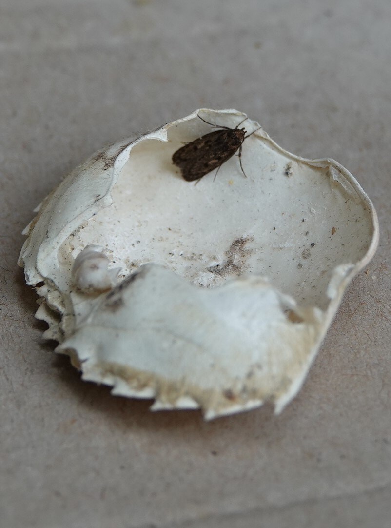 De bruine huismot vindt altijd iets eetbaars | Trouw