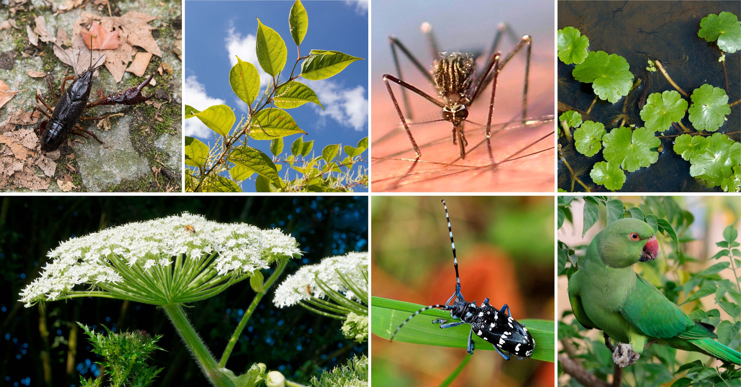 De mens onderschat de invloed van invasieve exoten, en er komen er ...