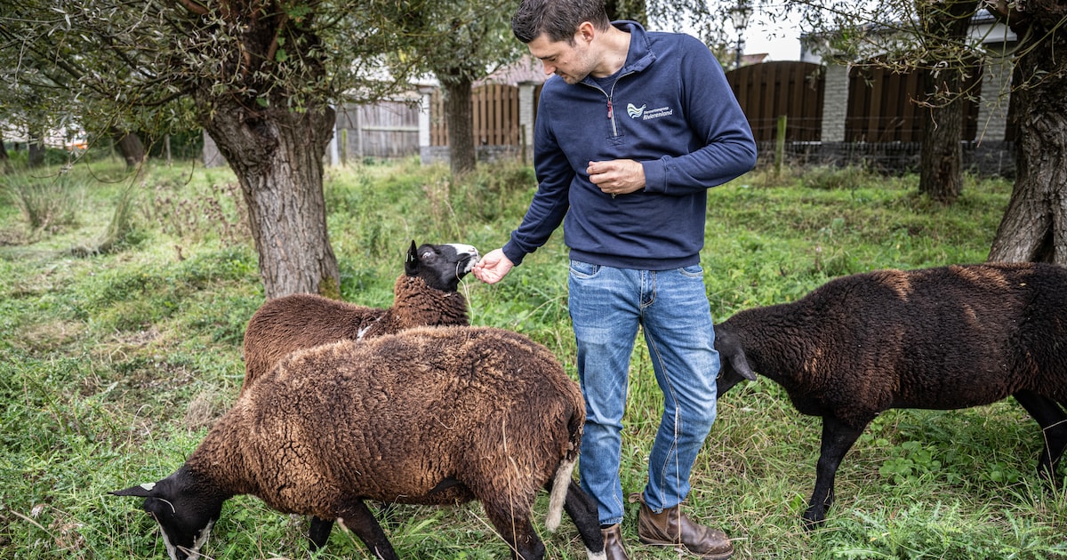 Is het blauwtong of iets anders? Beruchte schapenziekte is terug in Nederland | Trouw
