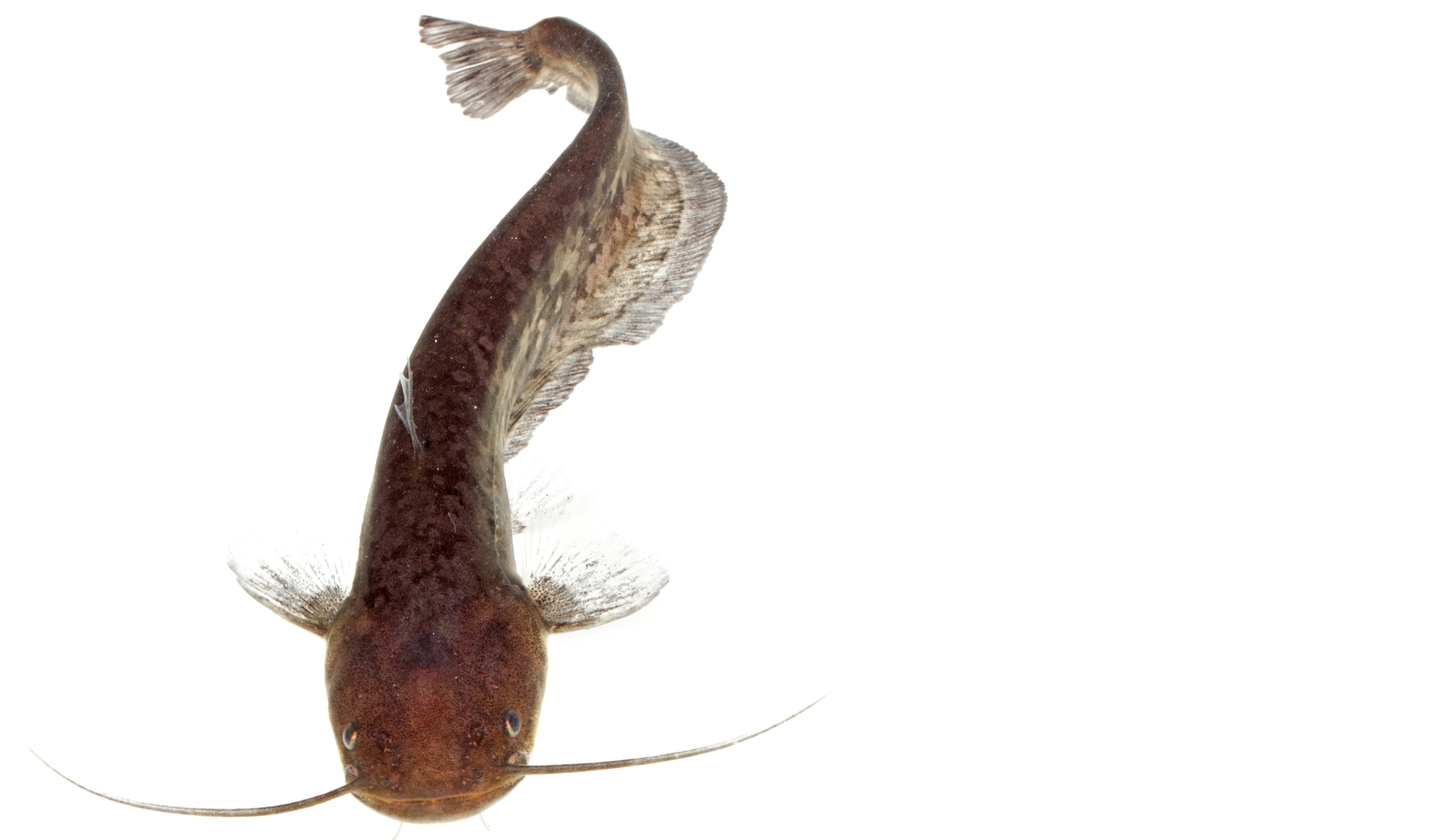 Is de ‘niets ontziende roofvis’ meerval funest voor het waterleven? | Trouw