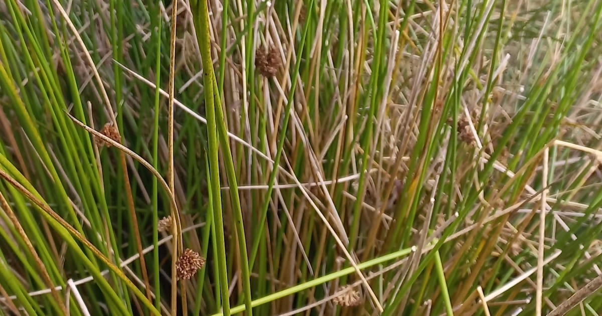 Wat is pitrus, en waarom hebben natuurbeheerders er zo’n hekel aan? | Trouw