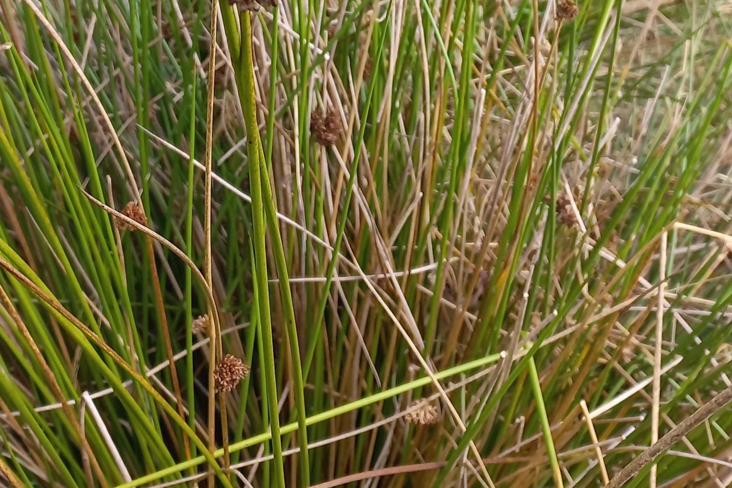 Wat is pitrus, en waarom hebben natuurbeheerders er zo’n hekel aan? | Trouw