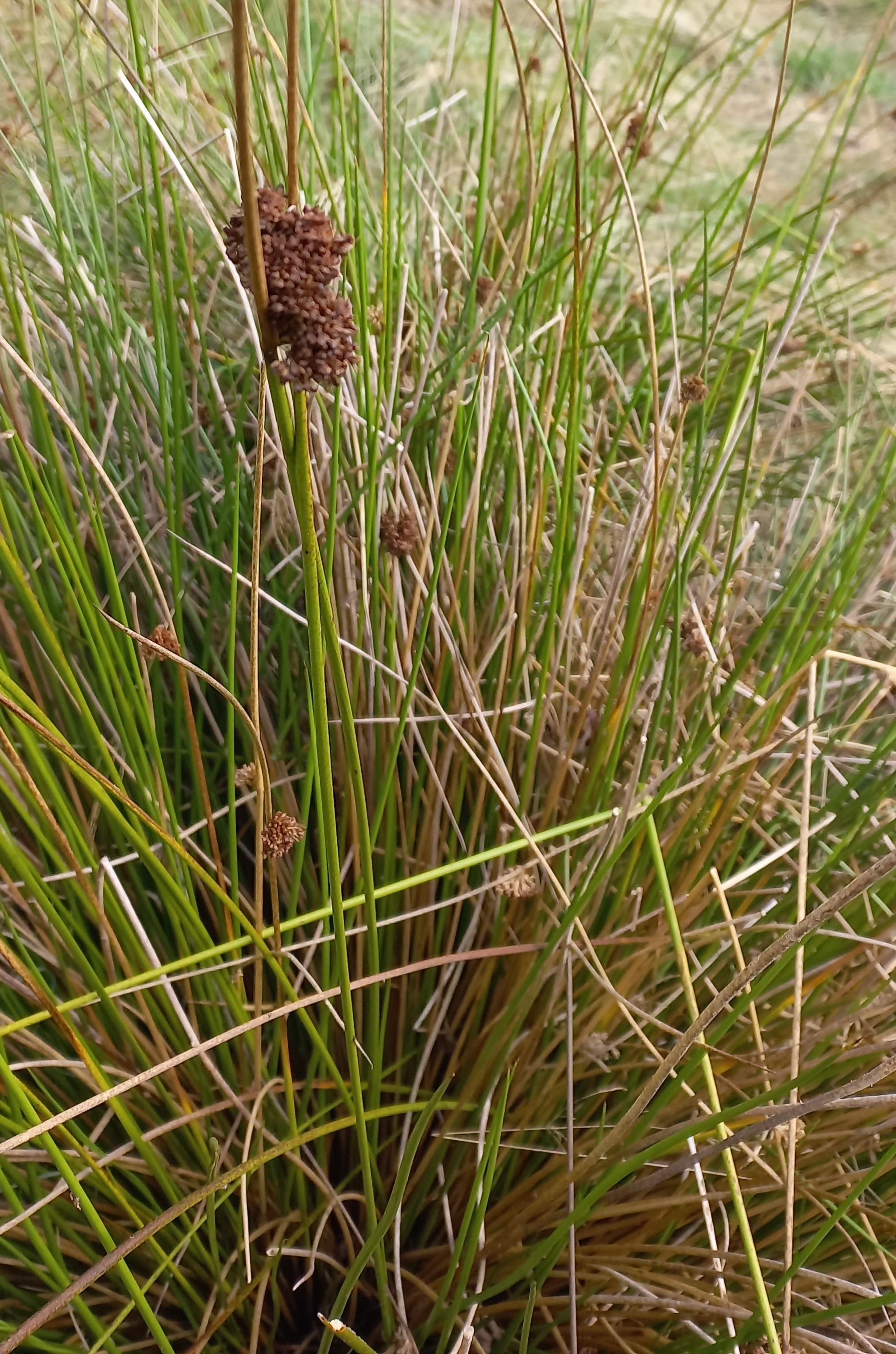Wat is pitrus, en waarom hebben natuurbeheerders er zo’n hekel aan? | Trouw
