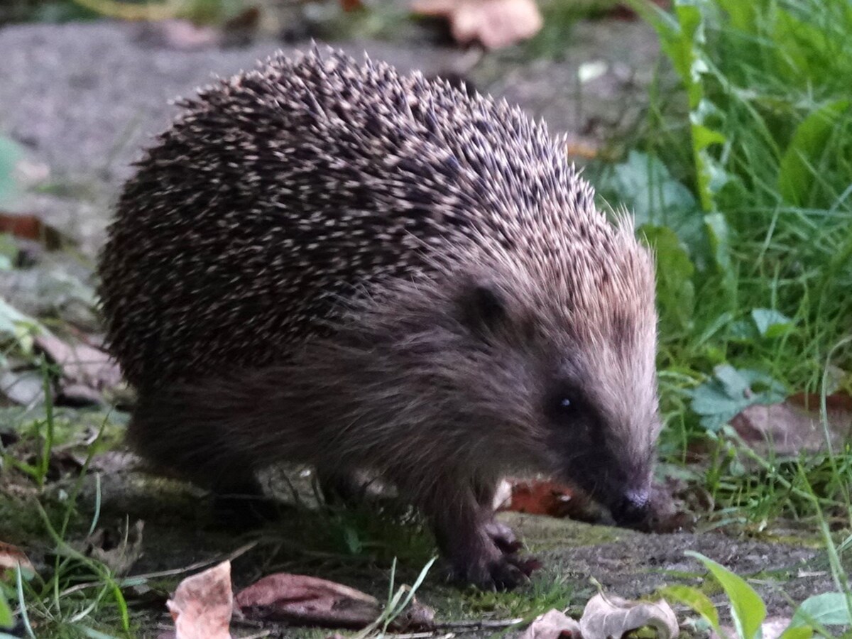 Egel En Kat Egel Voer En Drinkbakje | Keramiek | Aniculis