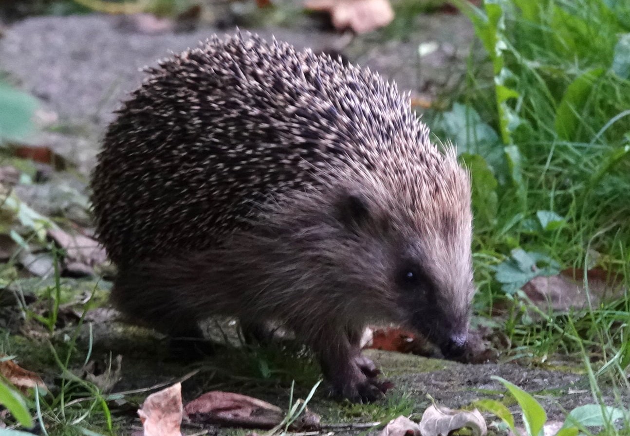 Het zachte weer is slecht nieuws voor dieren in winterslaap | Trouw