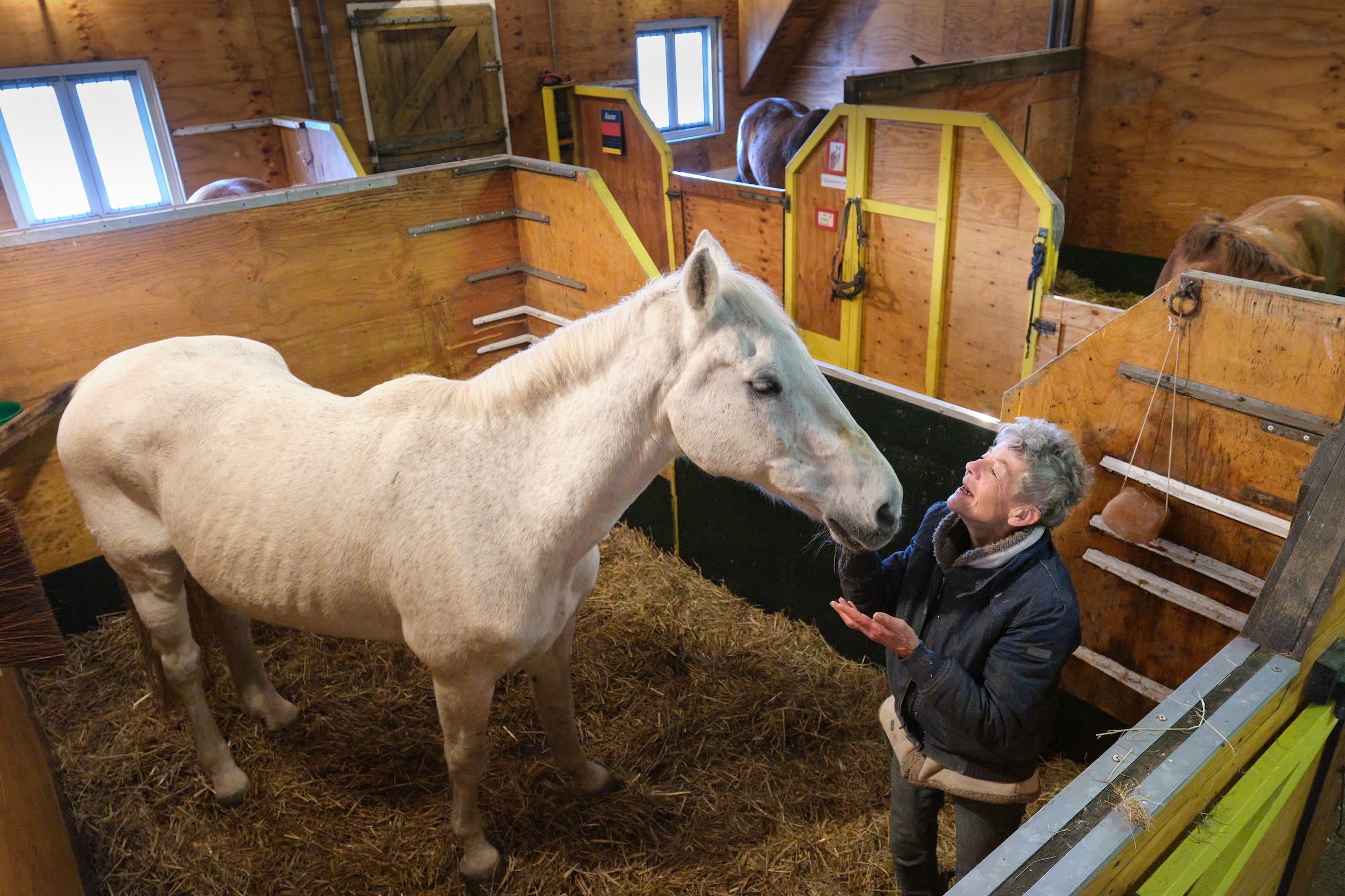 In dit pension voor oude paarden geniet schimmel Norbert van zijn ...