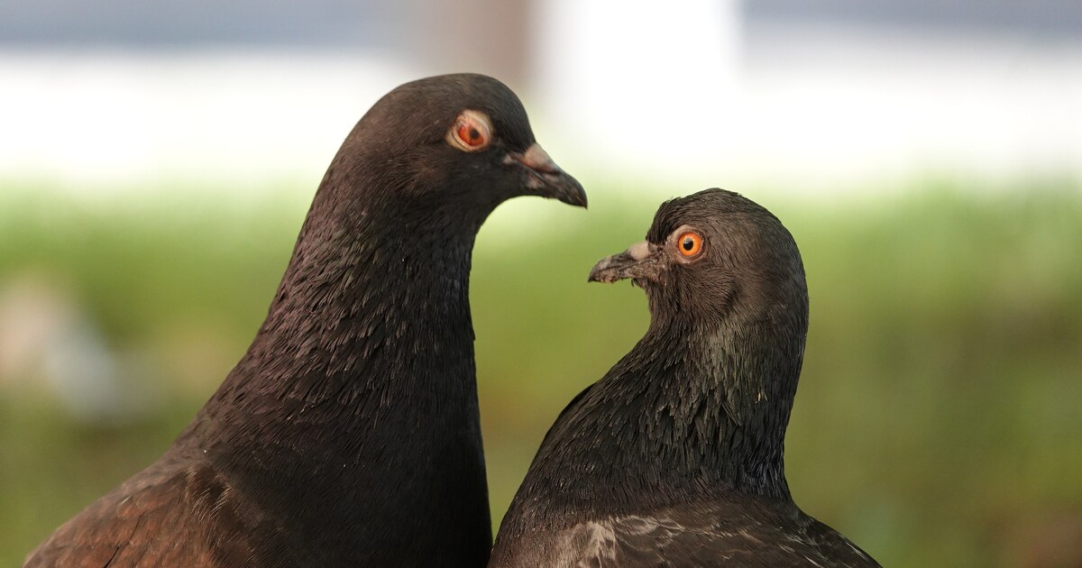 Respecteer de vliegende rat | Trouw