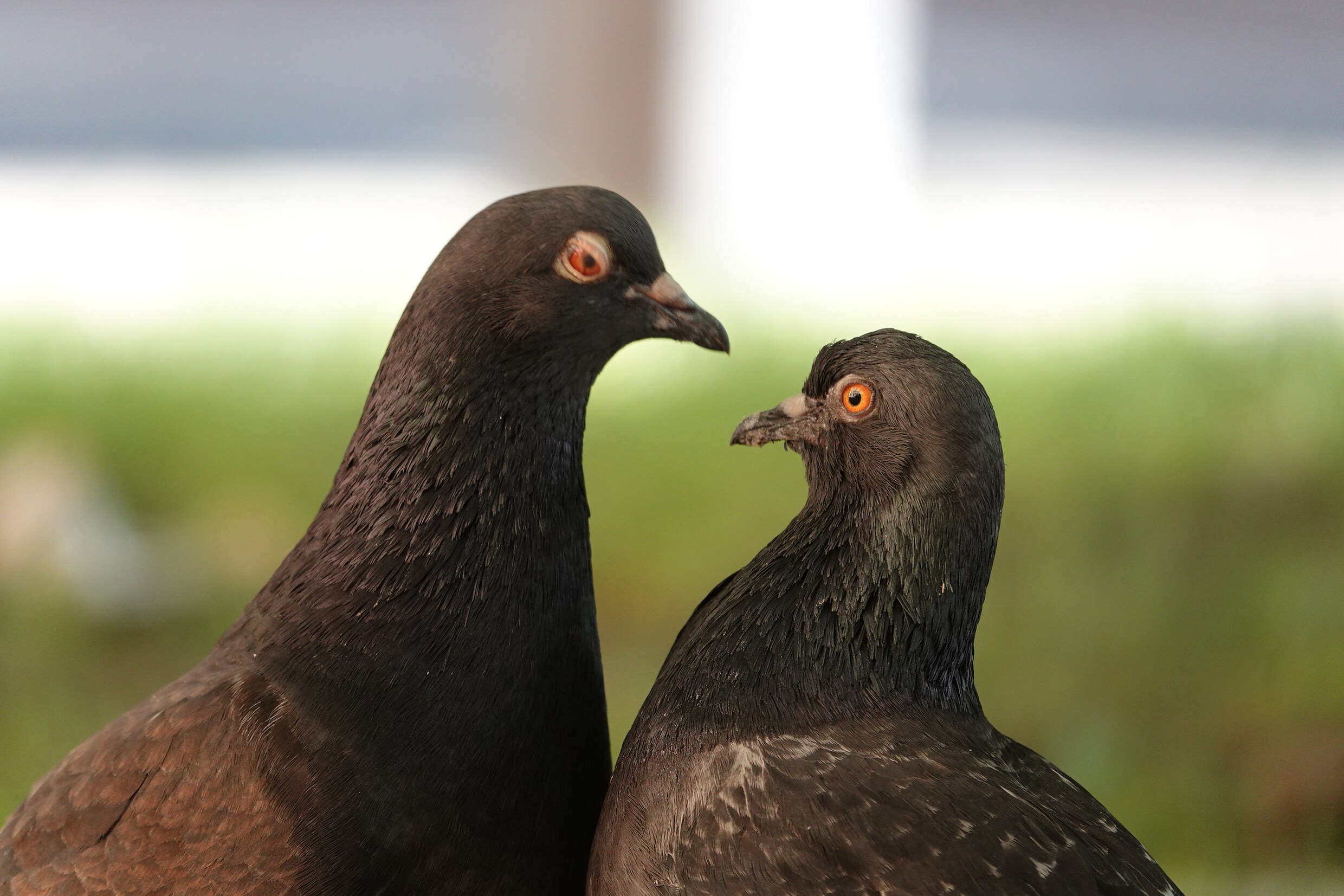 Respecteer de vliegende rat | Trouw