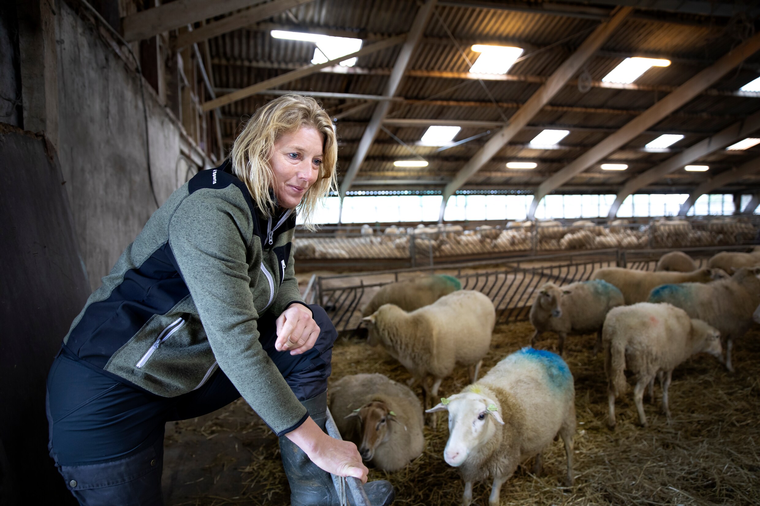 ‘Komt het vaccin tegen blauwtong op tijd? Je weet het niet’ | Trouw