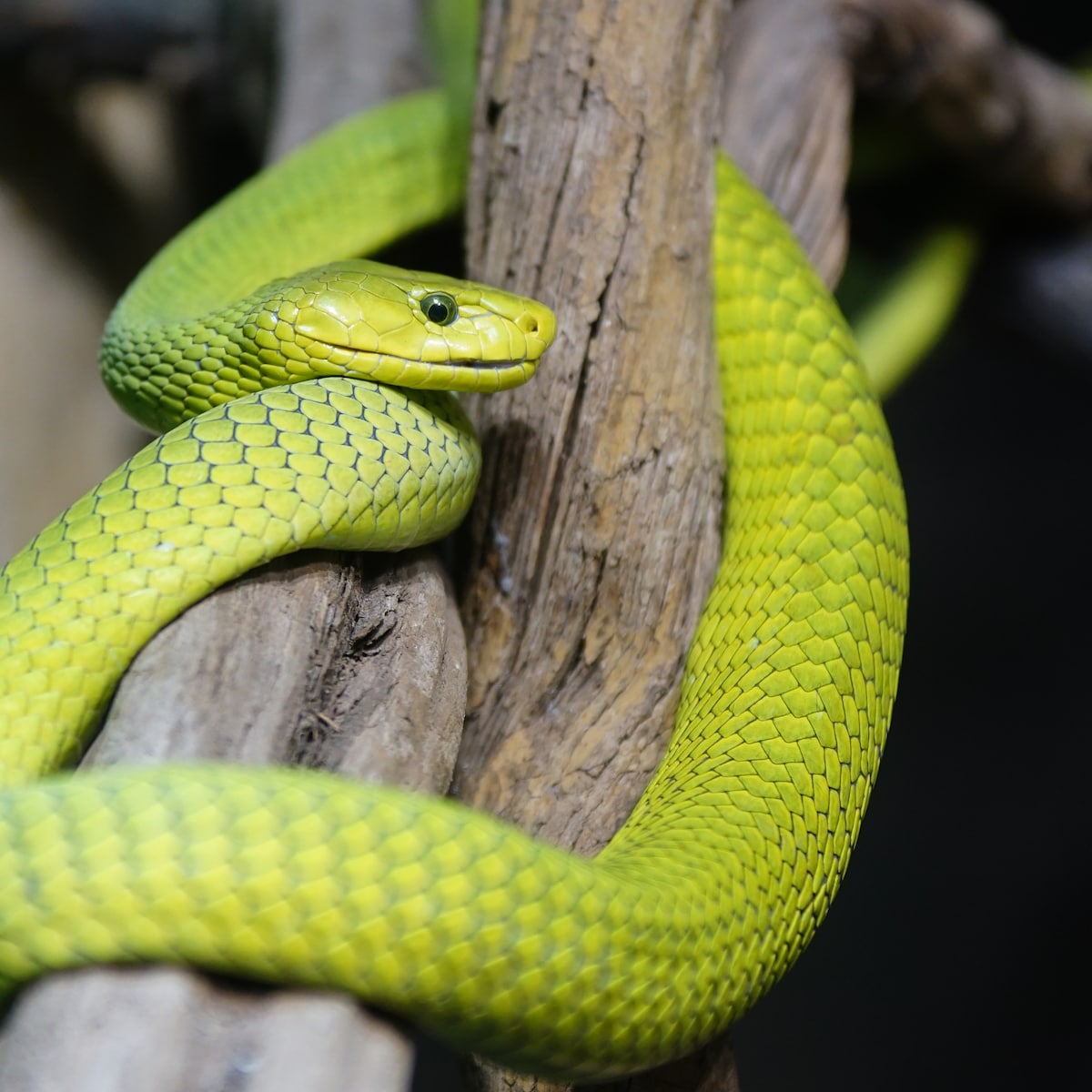 Groene Mamba Beet De 5 Gevaarlijkste Gifslangen Ter Wereld | Wibnet.nl