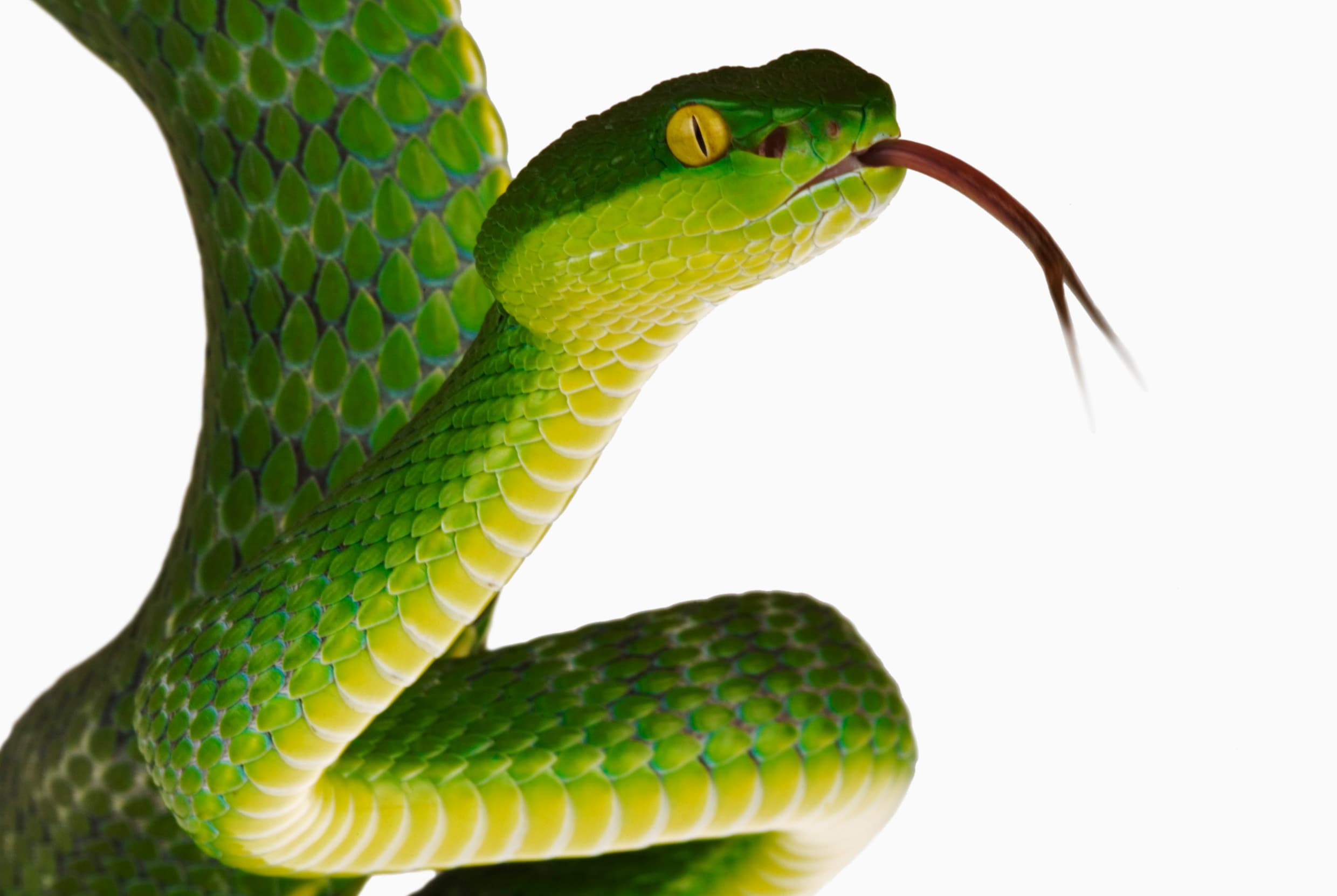 Een gevaarlijke gifslang als huisdier, mag dat? ‘Bij veel mensen gaat ...