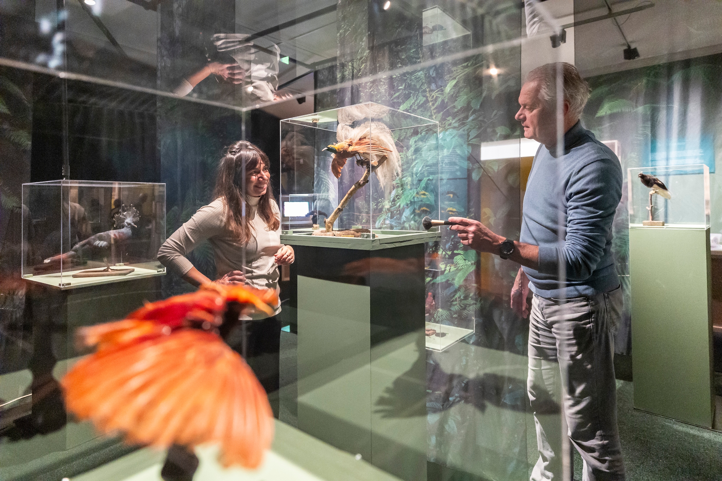 Schoonheid en rijkdom: de paradijsvogel betovert iedereen | Trouw