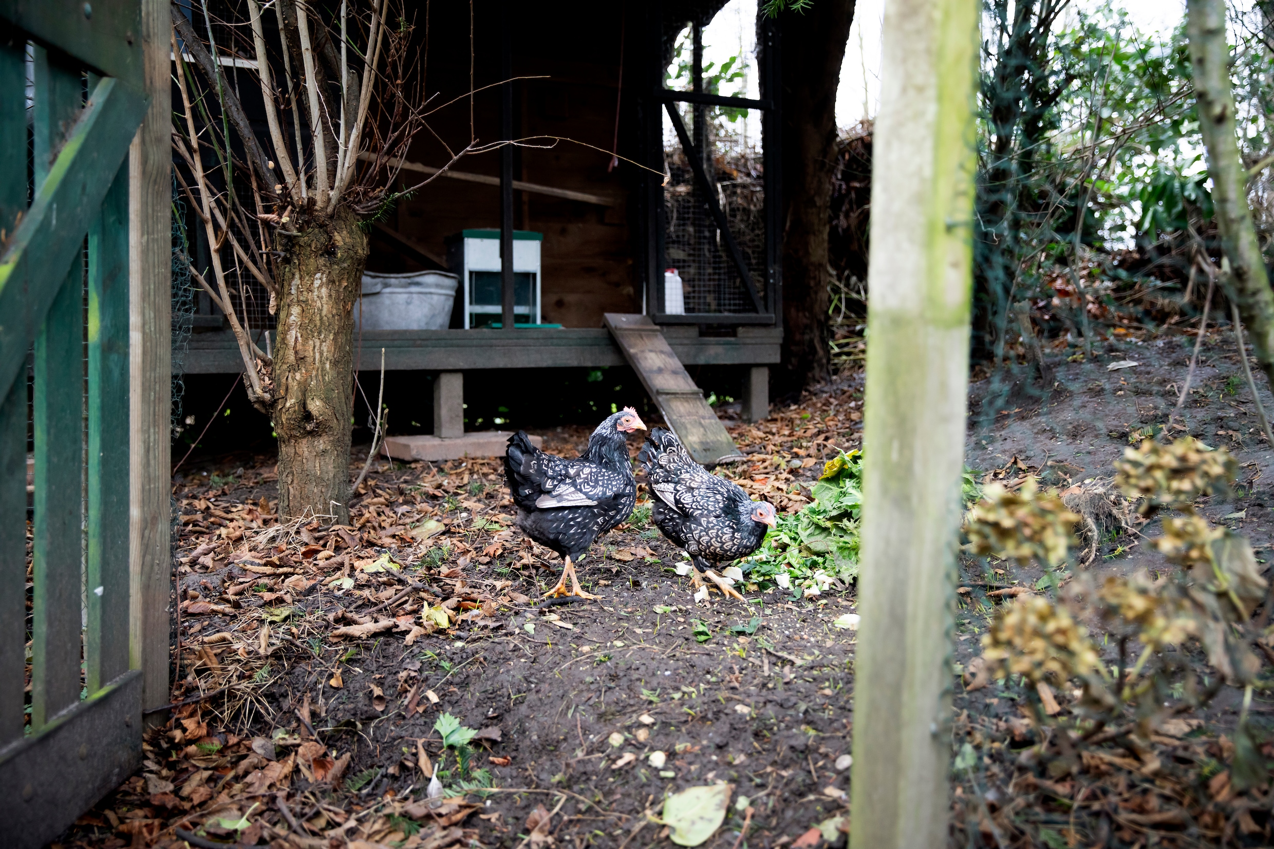 Eieren van hobbykip besmet met pfas, maar groenten uit de moestuin zijn ...