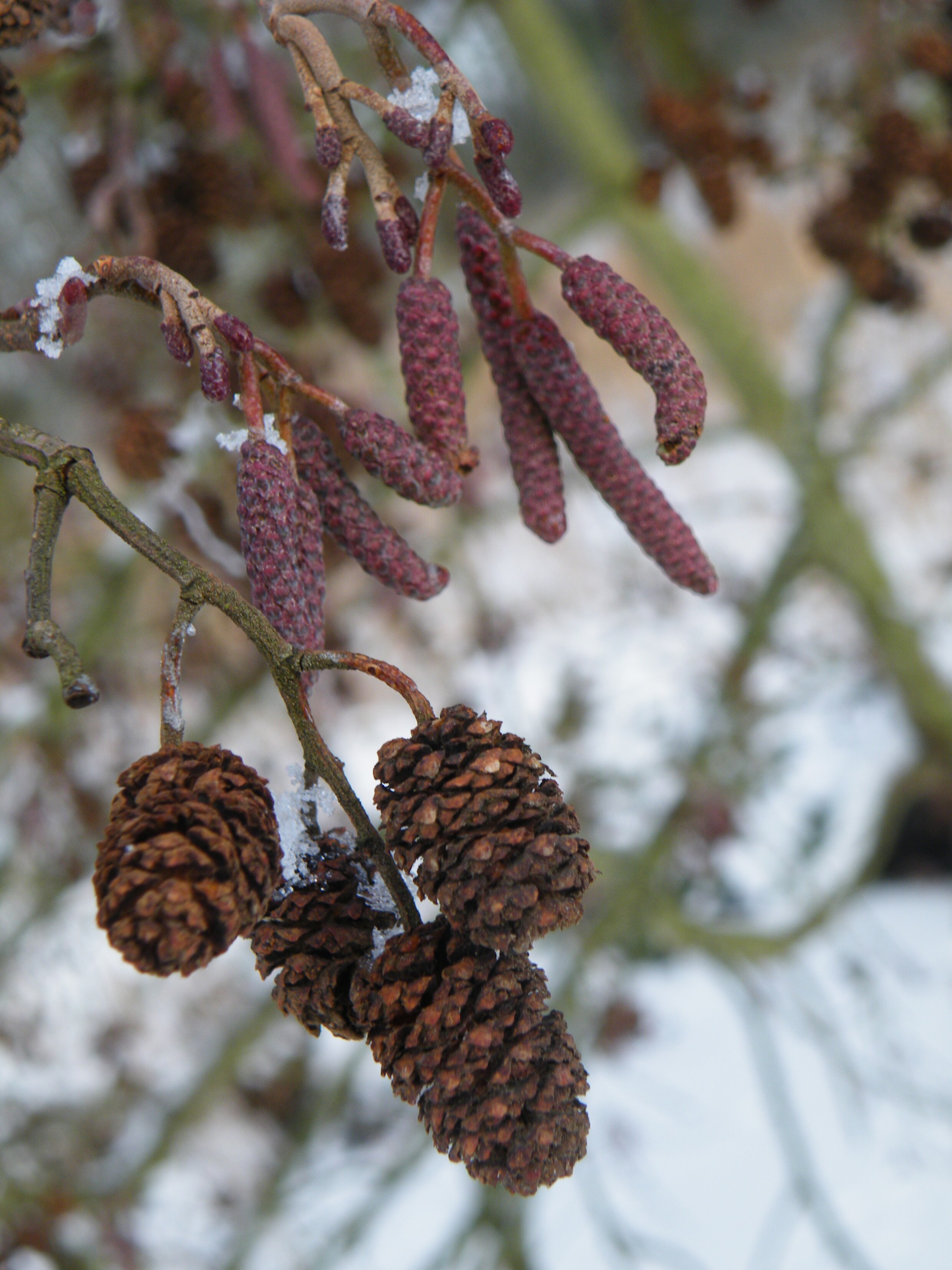 Bomen in de winter en hoe ze te onderscheiden | Trouw