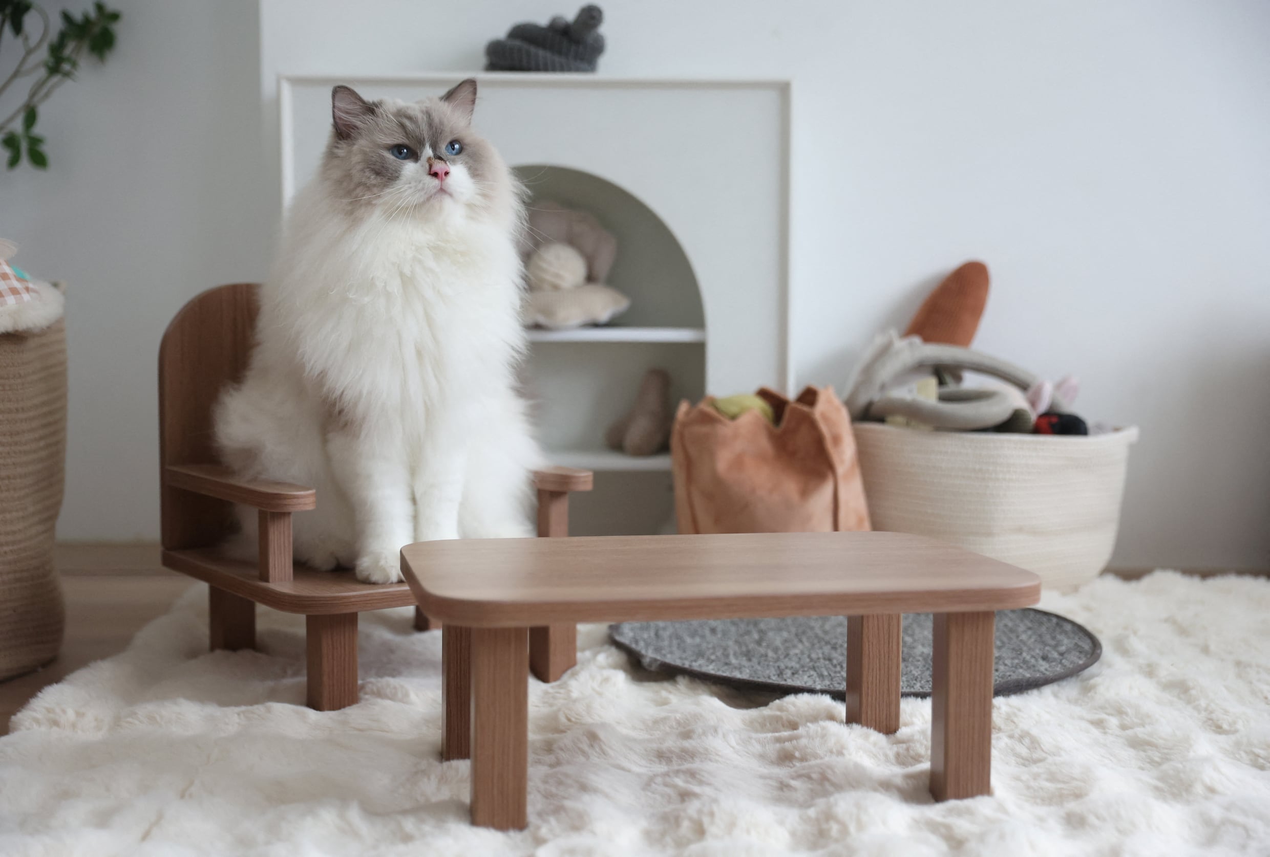 Eindelijk zijn katten niet meer verboden in Singapore | Trouw