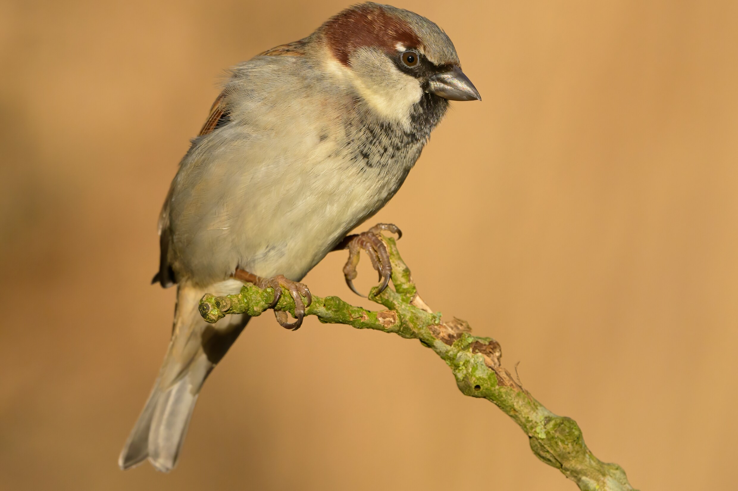 Dit moet het jaar van de huismus worden | Trouw