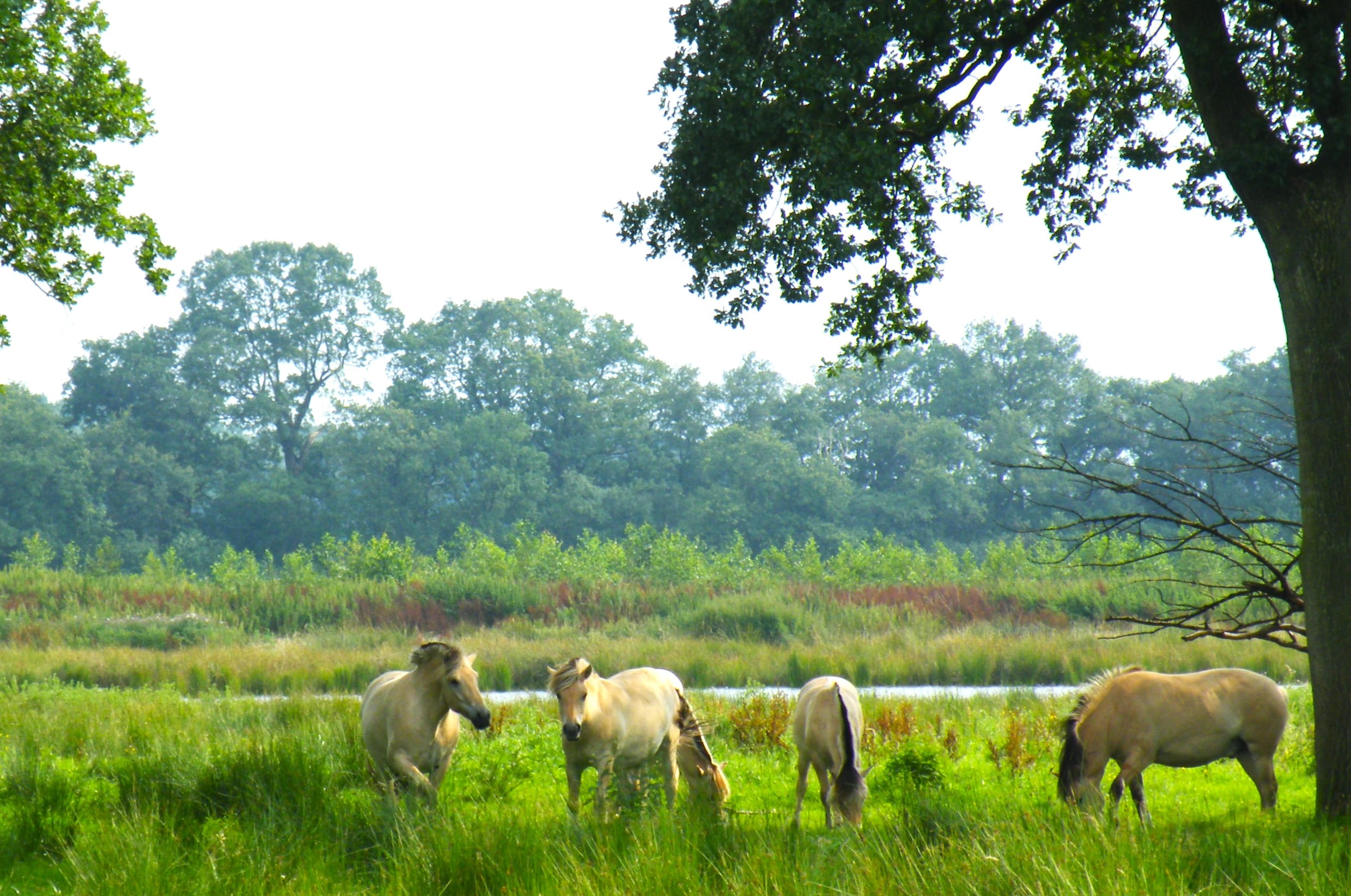 We zetten paarden uit in de natuur, maar is dat wel zo’n goed idee? | Trouw