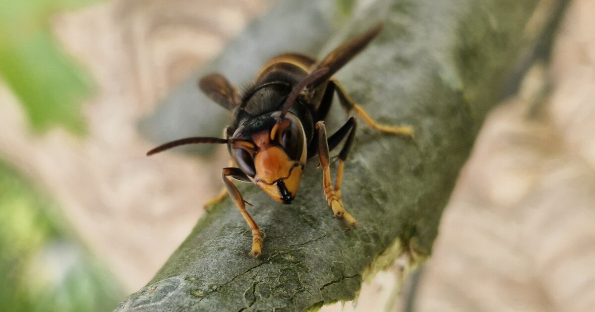 Help, de wilde Aziaat rukt op. ‘We zullen met deze forse wesp moeten ...