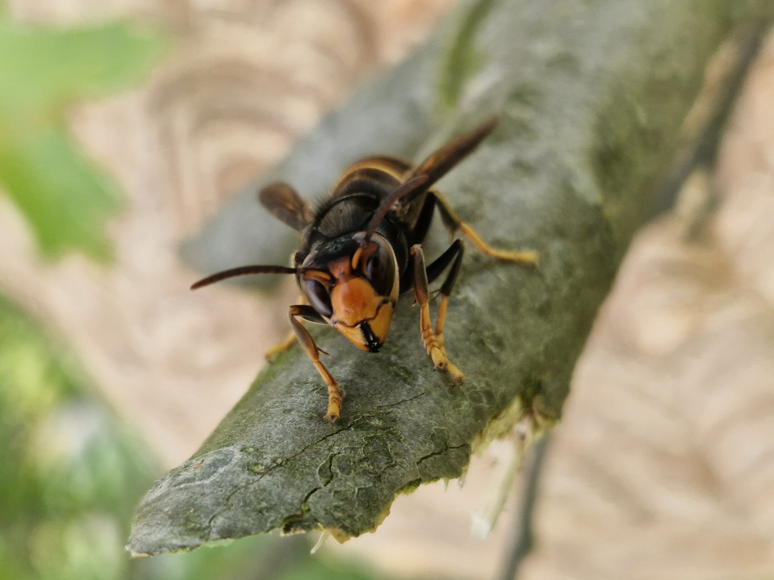 Help, de wilde Aziaat rukt op. ‘We zullen met deze forse wesp moeten ...