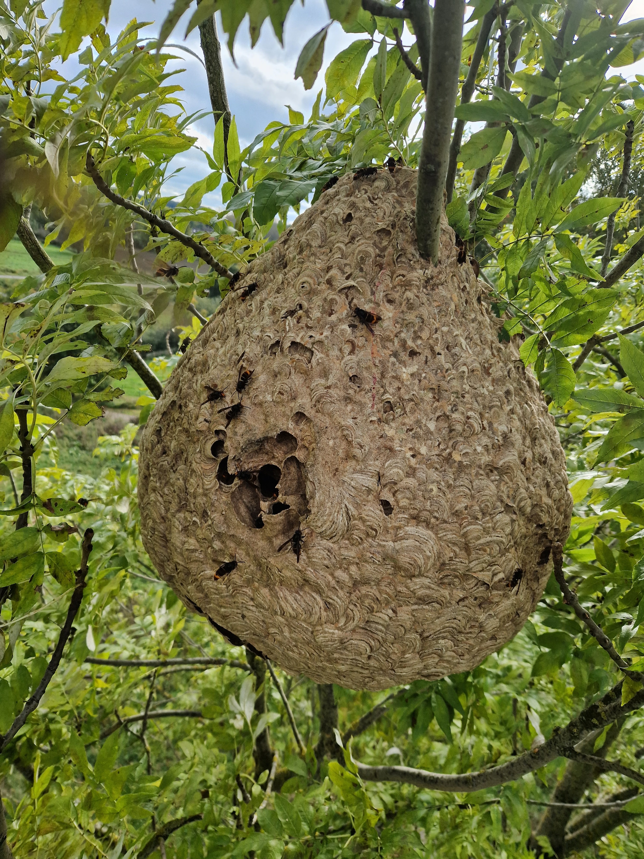 Help, de wilde Aziaat rukt op. ‘We zullen met deze forse wesp moeten ...