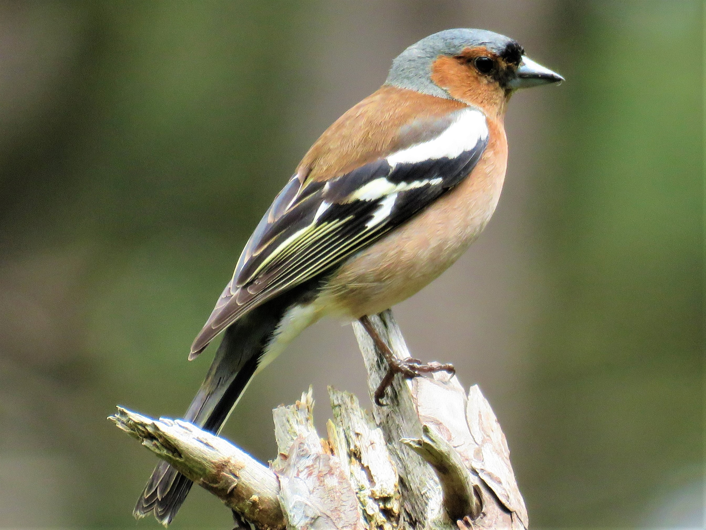 Vink of roodborst, wat maakt ’t uit? Maar een beetje meer vogelkennis ...
