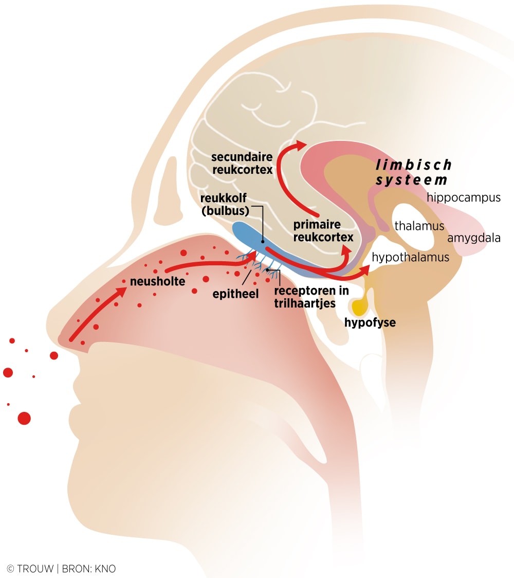 Anatomie Diagram Van De Menselijke Neus 1. Anatomie En Fysiologie Neus