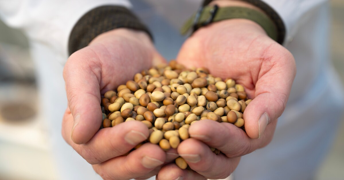 Van vleesvervanger tot bodemredder: tijd voor een herwaardering van de ...