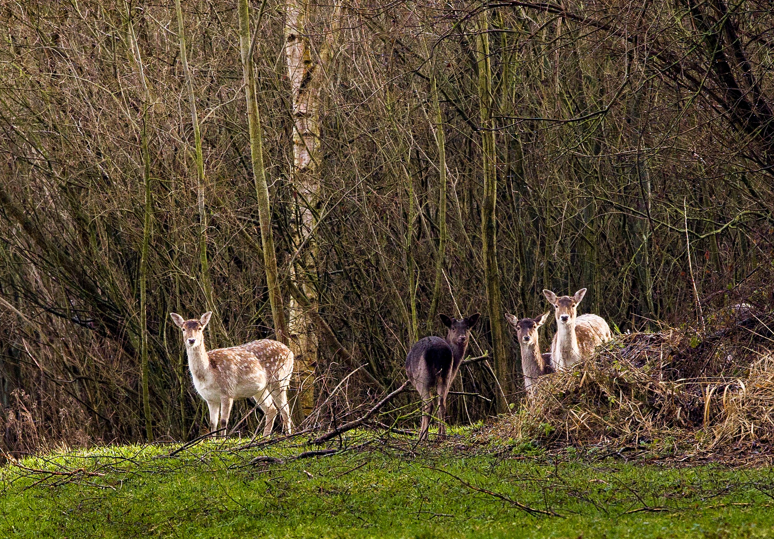 De provincie Friesland wil tweehonderd damherten afschieten. Maar mag ...
