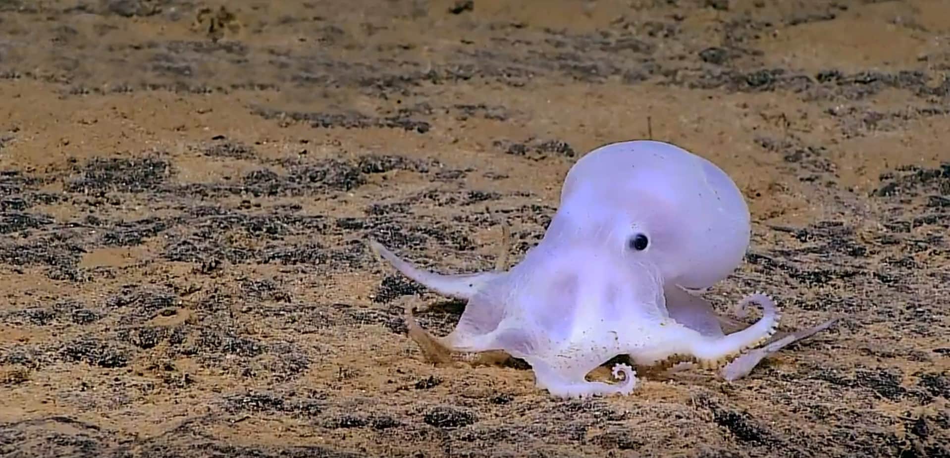 Octopus Casper dreigt alles te verliezen door diepzeemijnbouw, net als ...