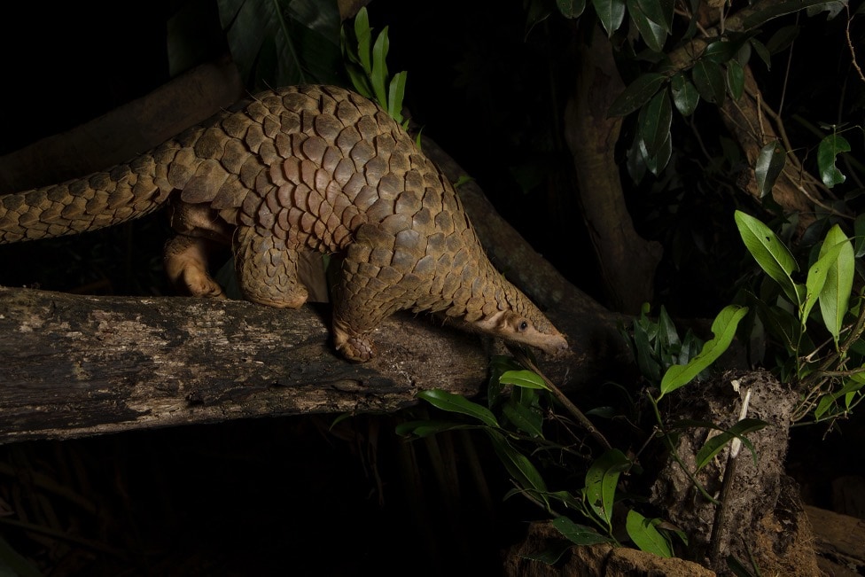 Het schubdier is ernstig bedreigd, maar schrijver Anne Broeksma is ...