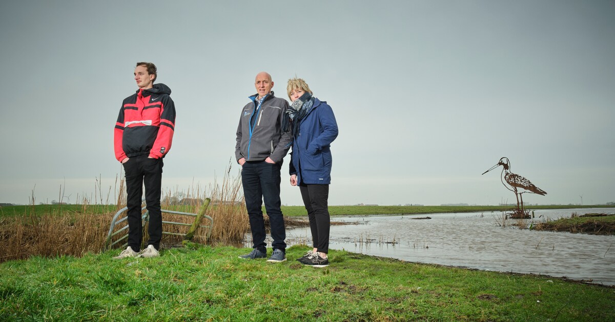 Met die grutto’s in de wei geven de koeien van boer Bote minder melk ...