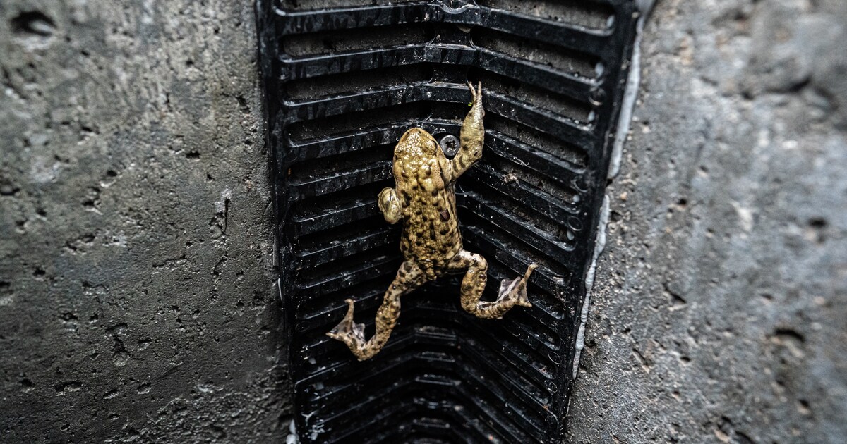 Pad in de put? Roek Vermeulen zoekt het juiste trappetje naar boven | Trouw