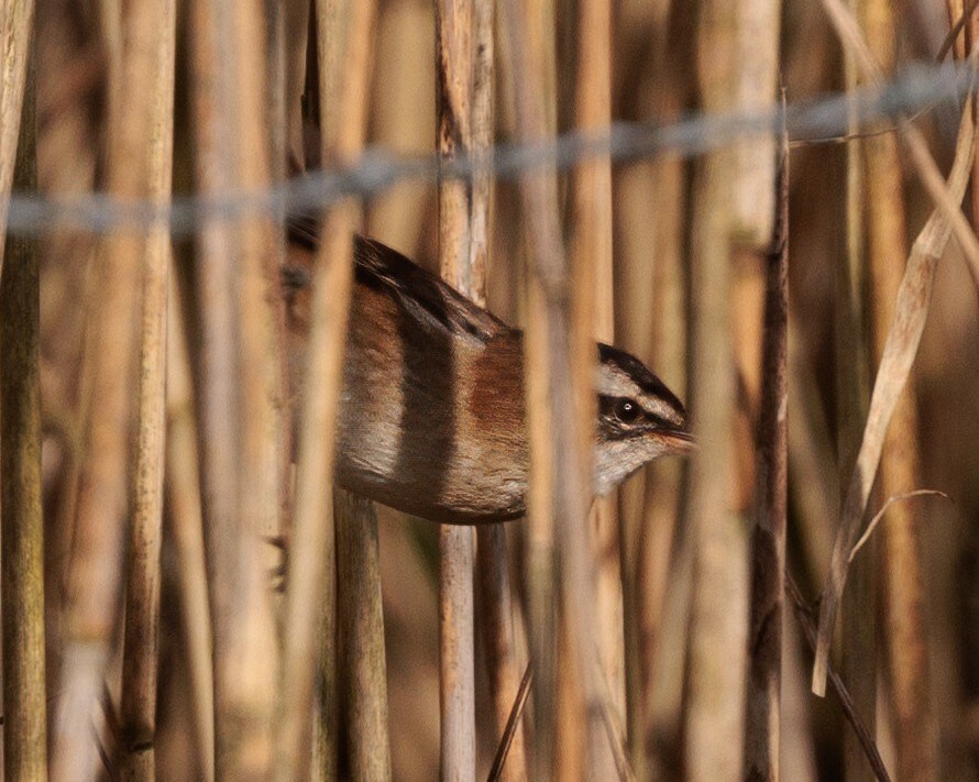 Een bijzonder dwaalgastje, skulkend in het riet | Trouw