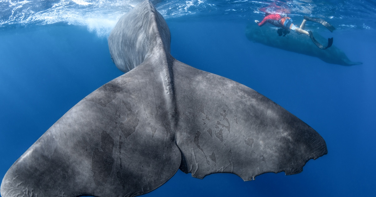 Patrick and the Whale: documentairemaker Patrick Dykstra werd opgenomen ...